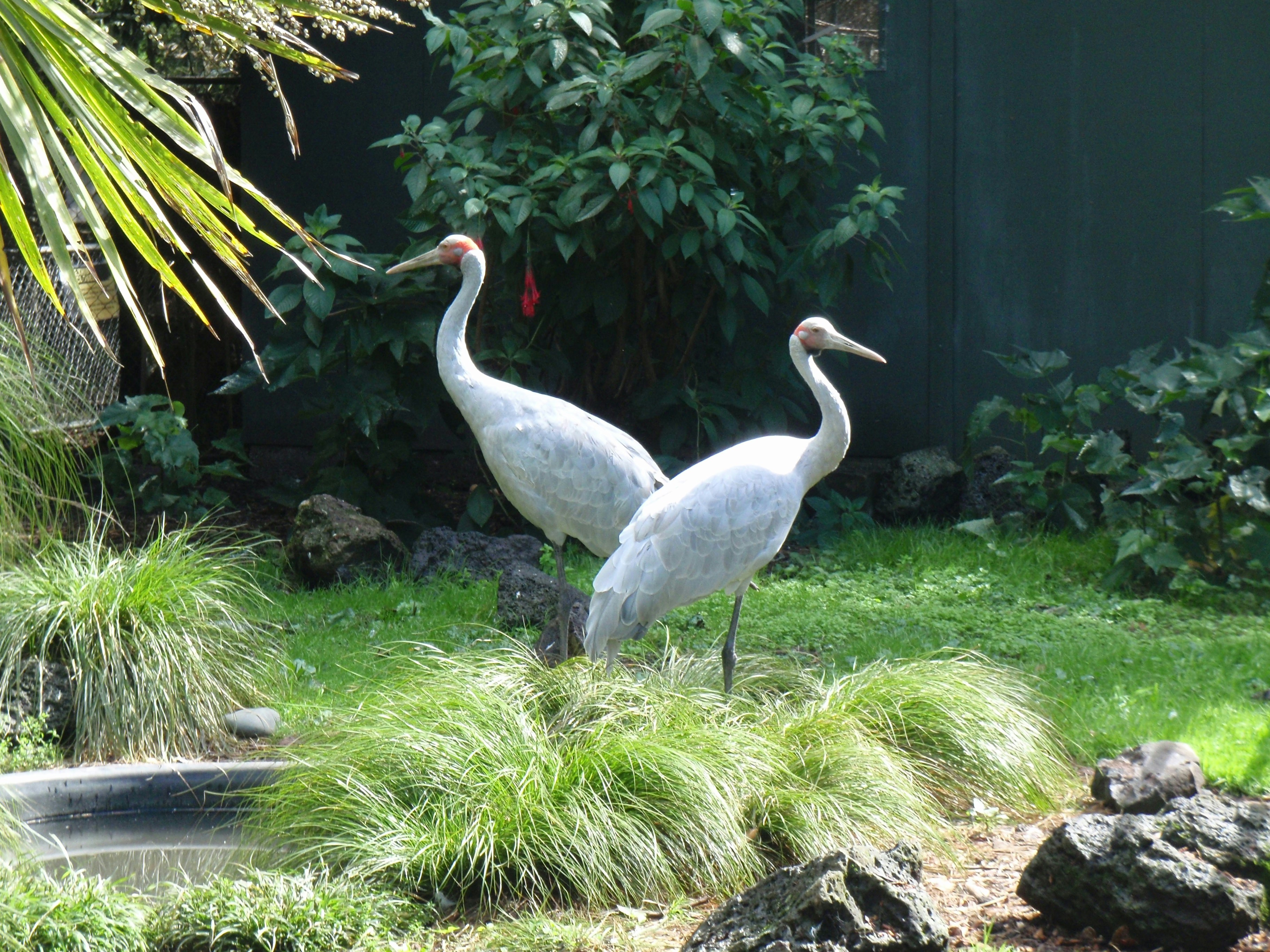 Two Crane Statues in a Sunlit Garden Pond