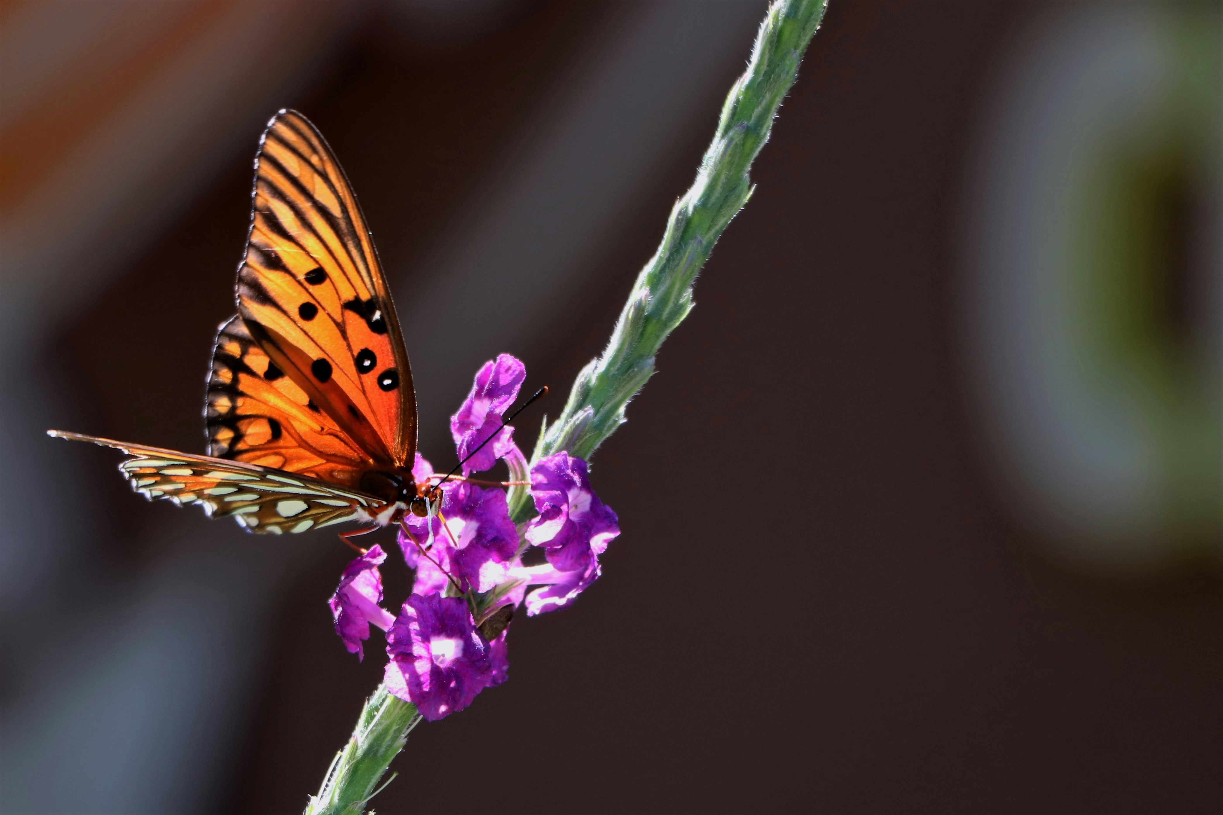 a butterfly sitting on top of a purple flower