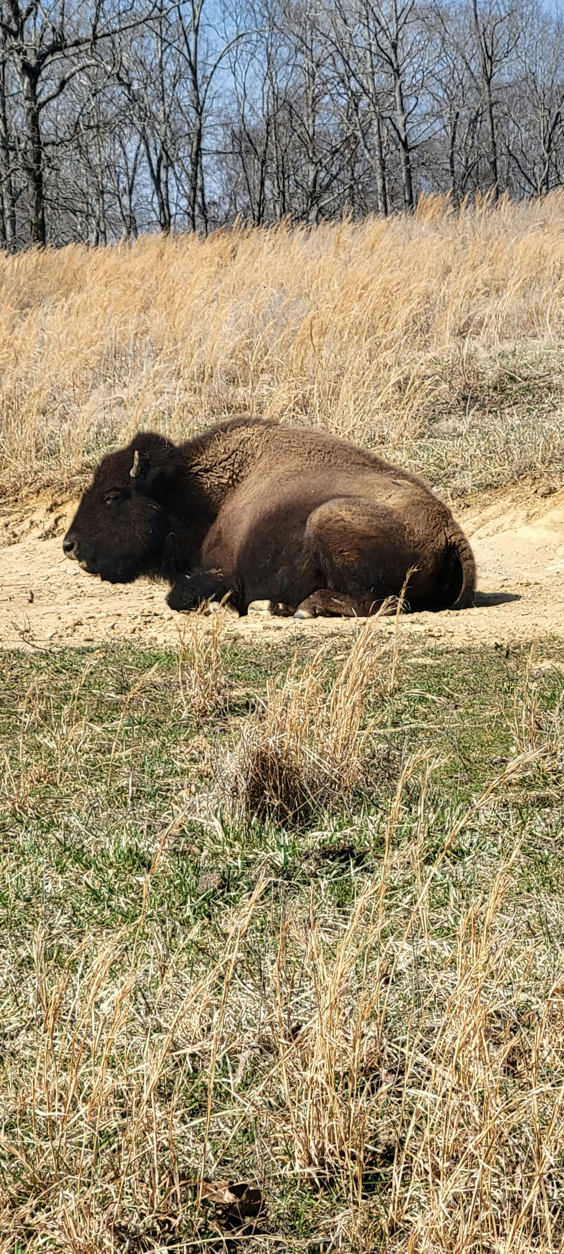 A bison resting peacefully on the grassland, surrounded by golden grass and sparse trees. The serene scene captures the essence of wildlife tranquility.