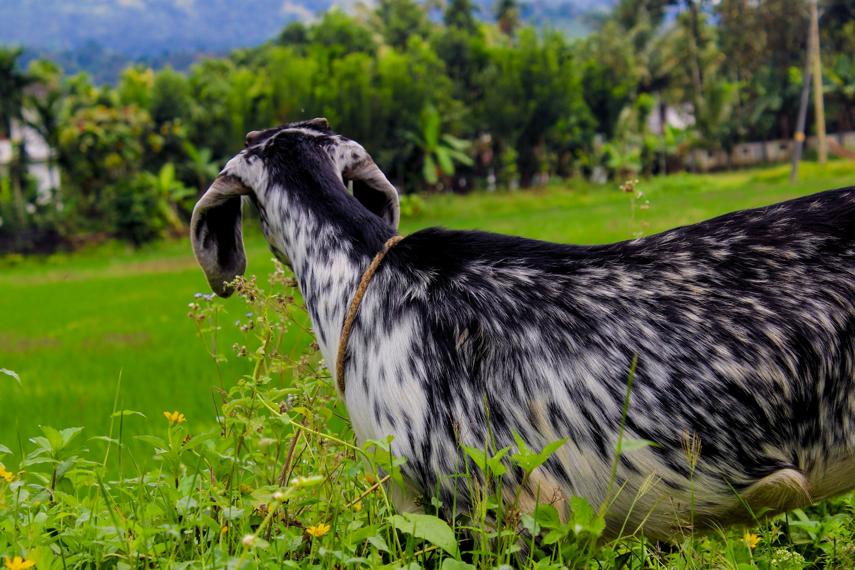 Une chèvre noire et blanche debout au sommet d’un champ verdoyant photo ...