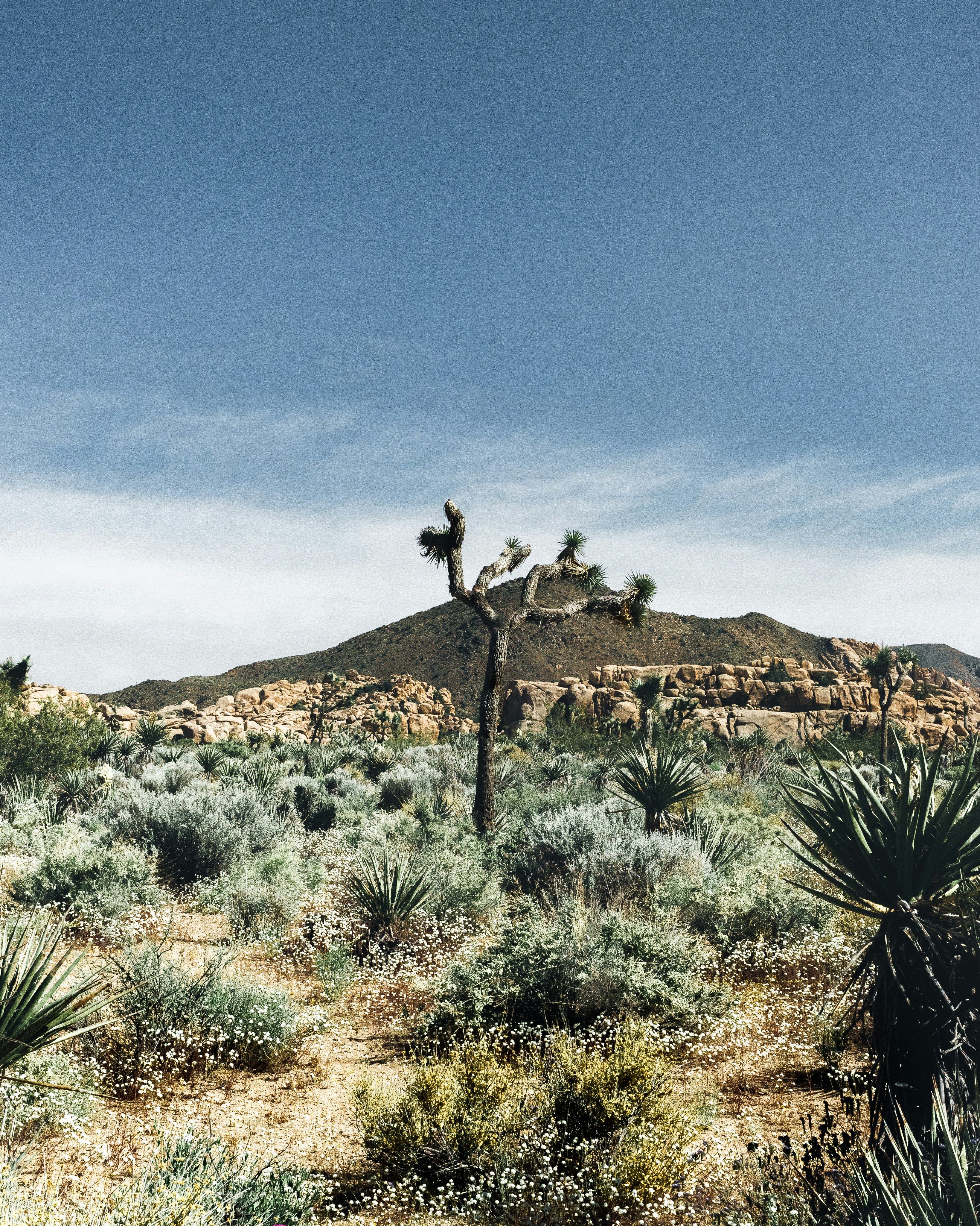 Desert Resilience: The Joshua Tree's Stand Against Time