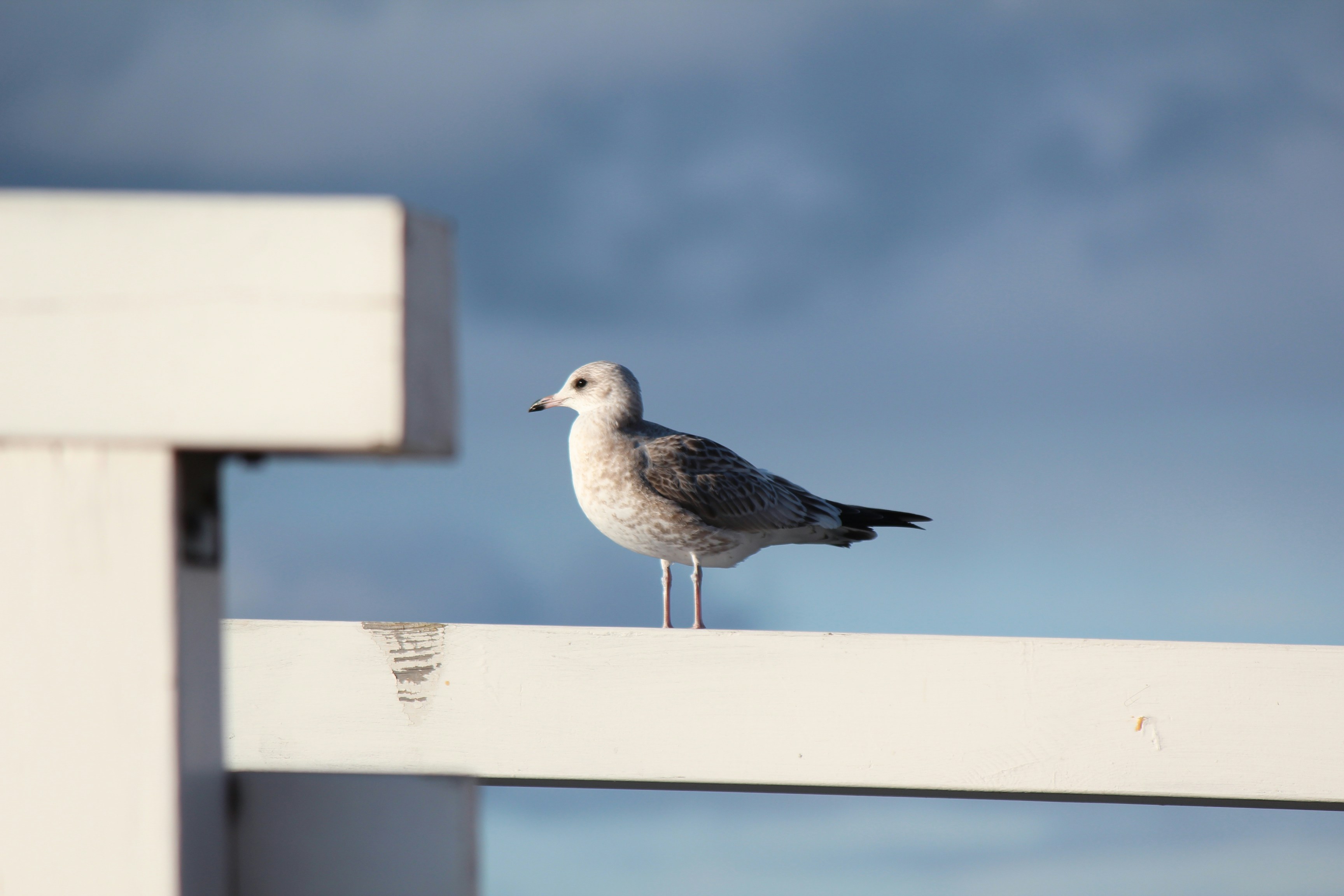 This seagull is a marker of a moment.