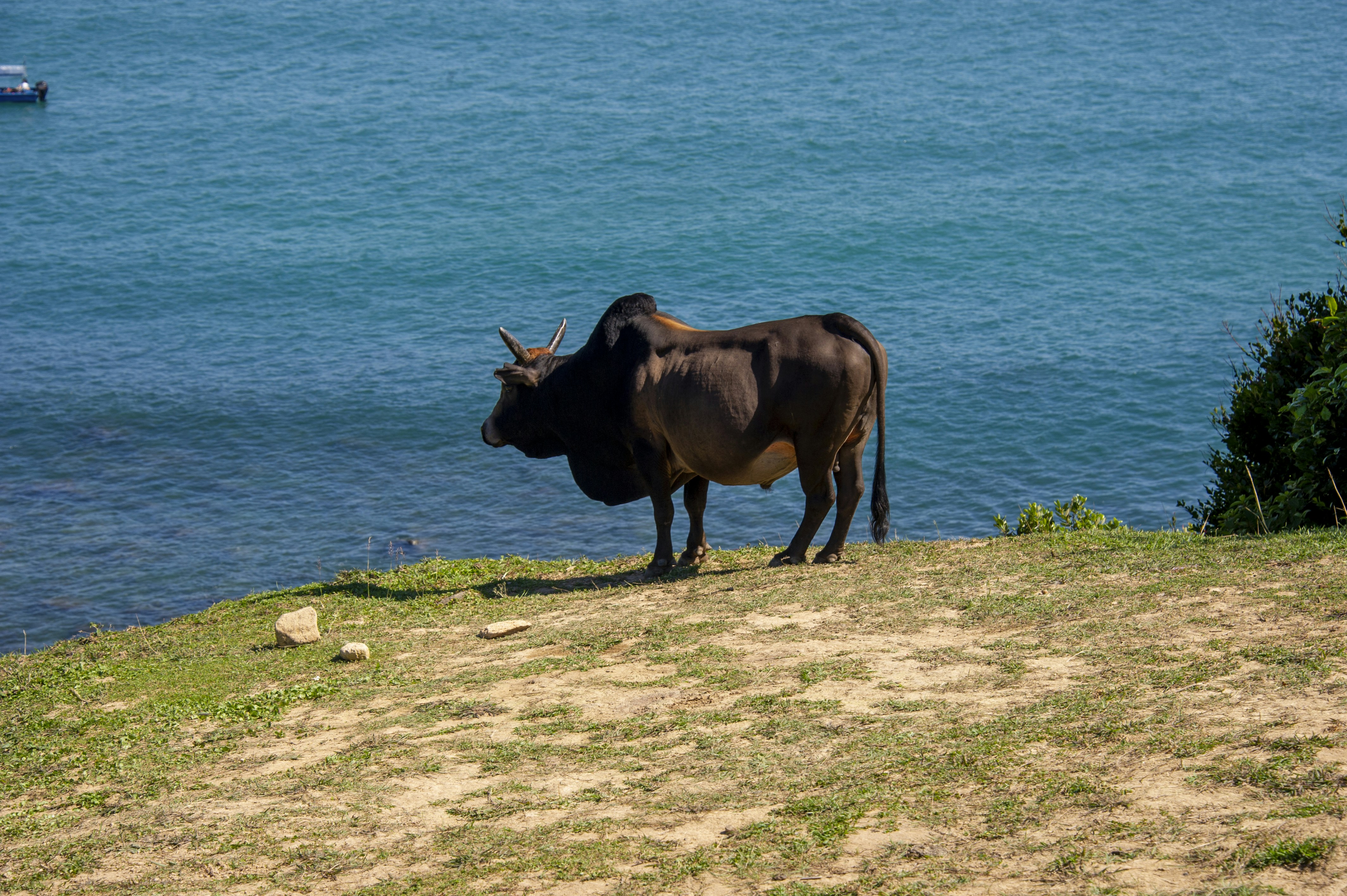Sea Cow Pictures | Download Free Images on Unsplash