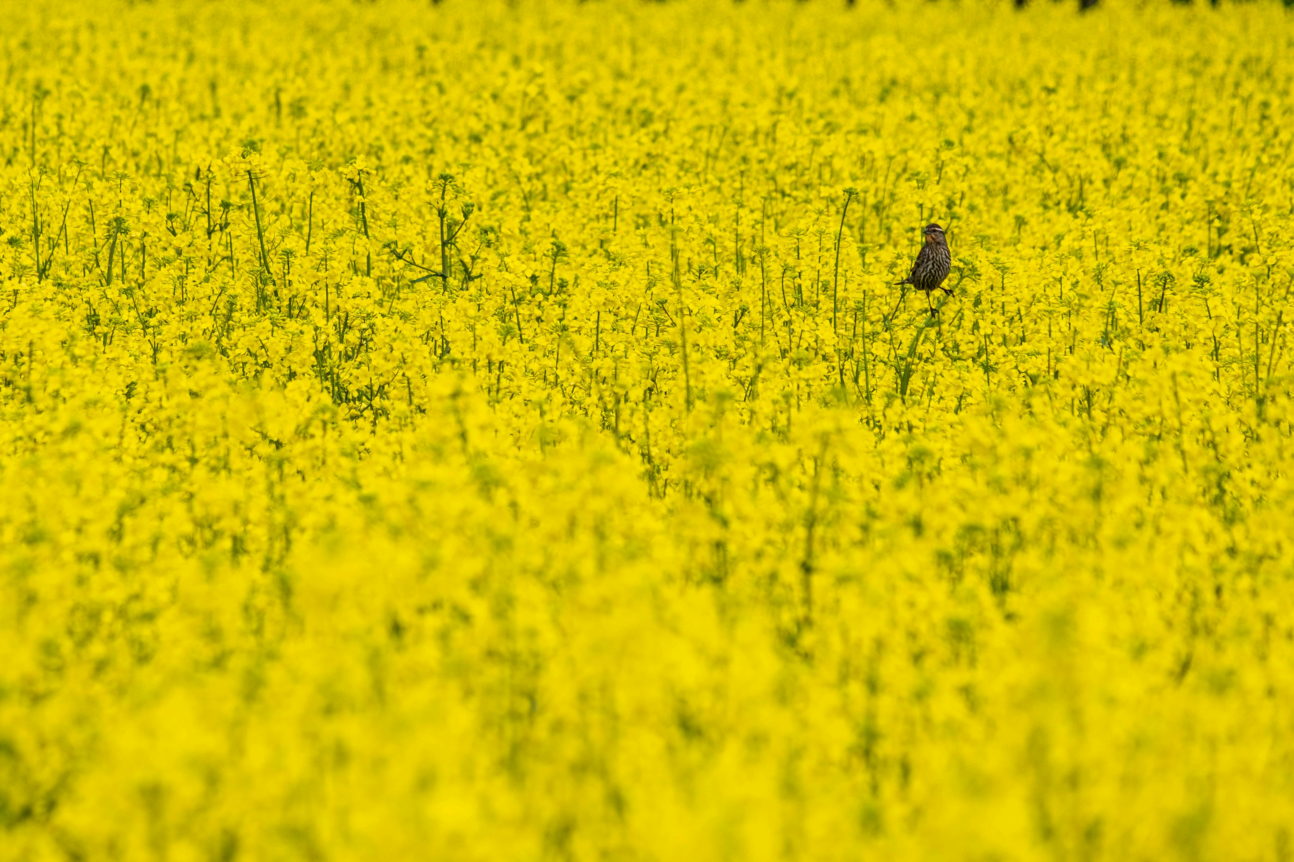 A solitary songbird in a sea of canola gold