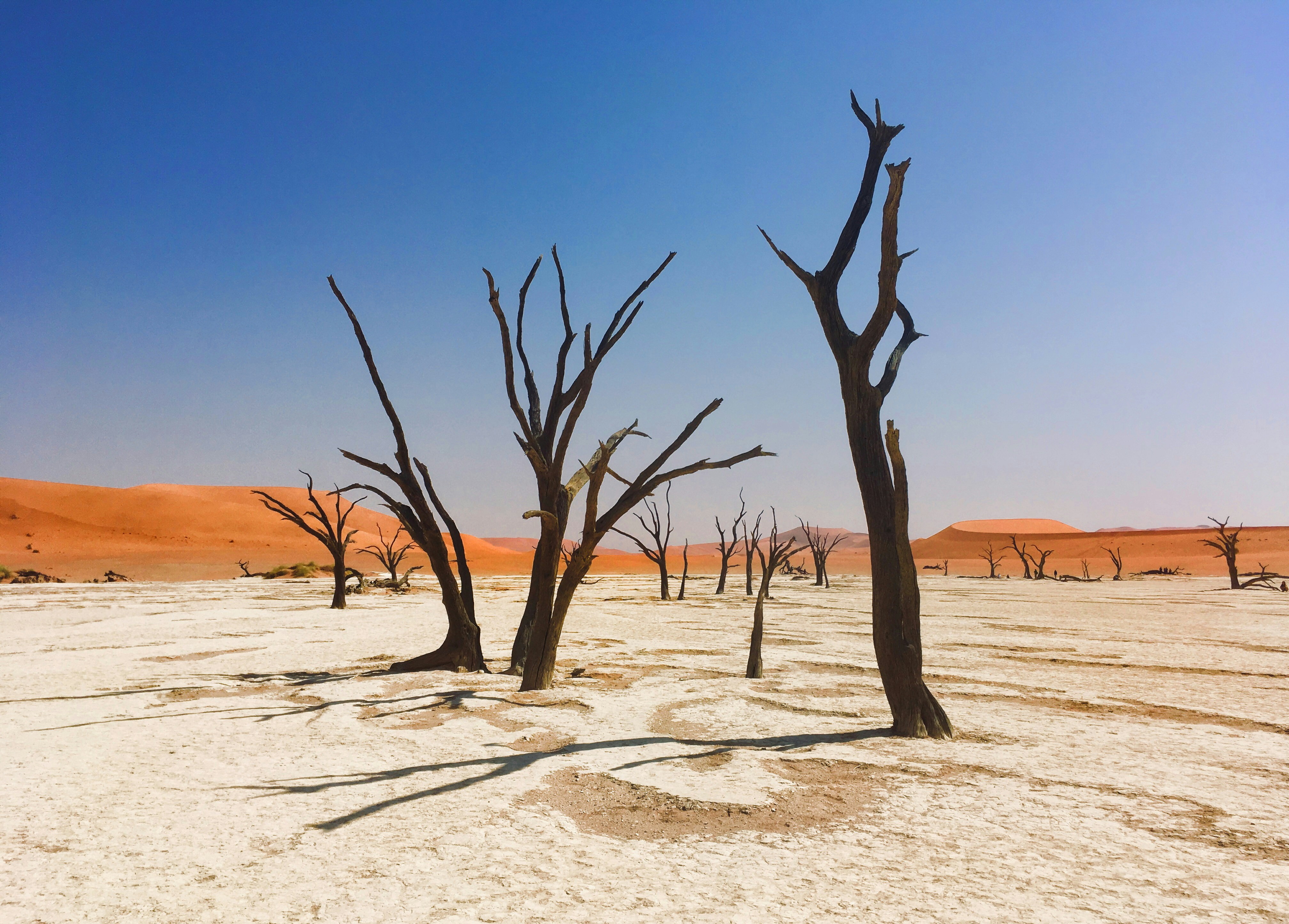 Camel wood trees once shaped the landscape of the valley called the Dead Vlei today. But the climate changed in the Namib and caused the trees to die, but preserved the wood for hundred's of years. Like a monument of different. | a group of dead trees standing in the middle of a desert