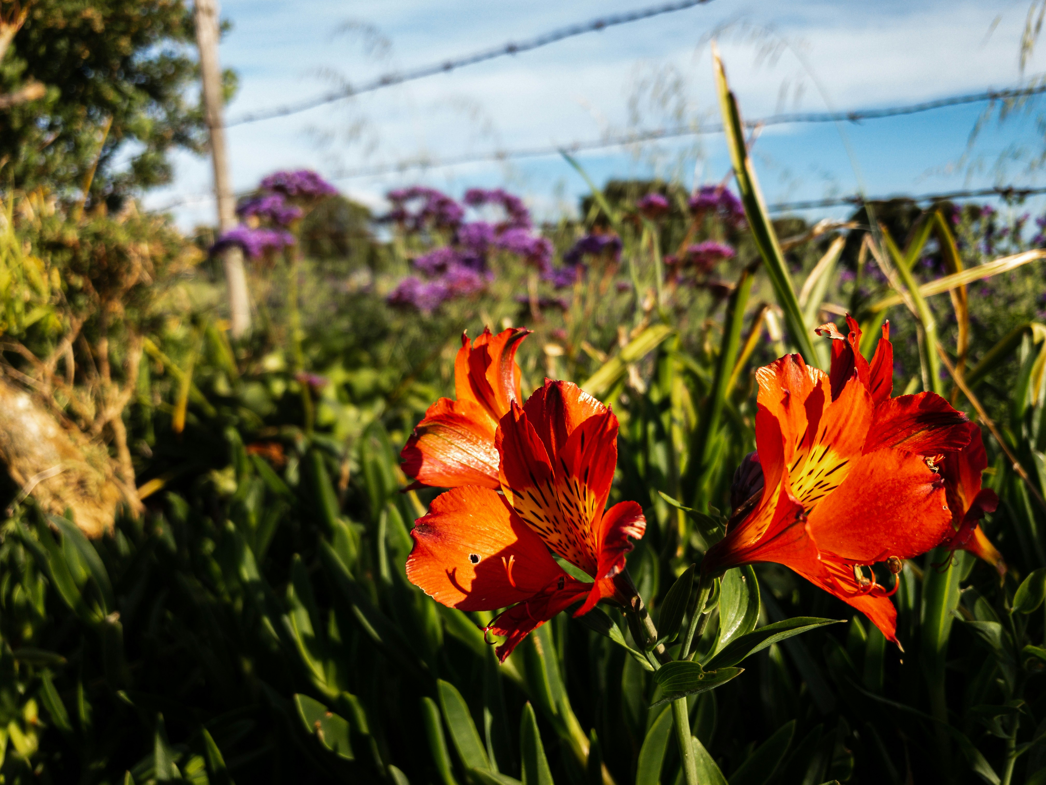 Sunlit Orange Bloom Amid a Garden of Purple Echoes