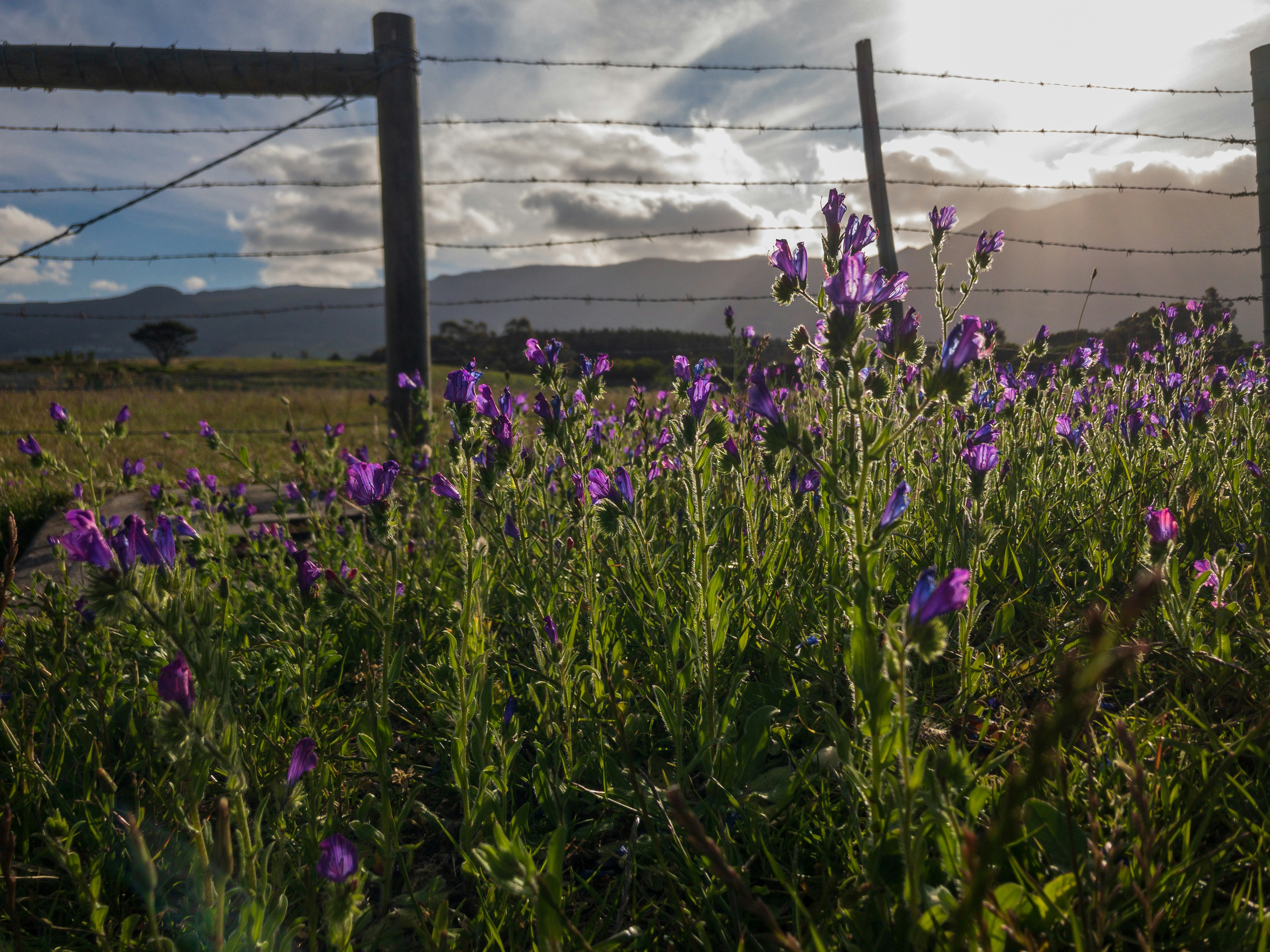 Lupines at the Fence: Vivid Purple Amid Rural Light