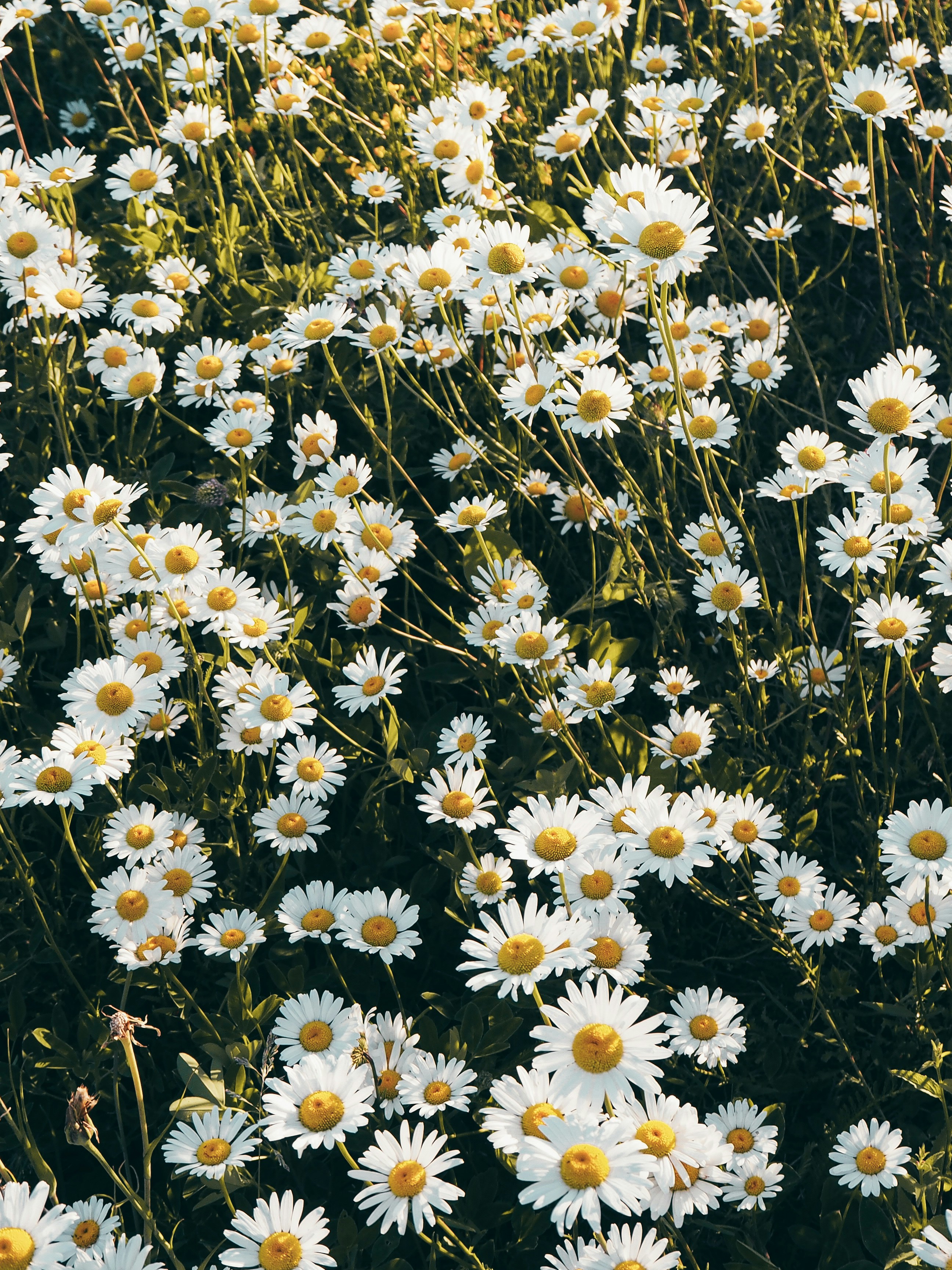 Tumblr Daisy Background