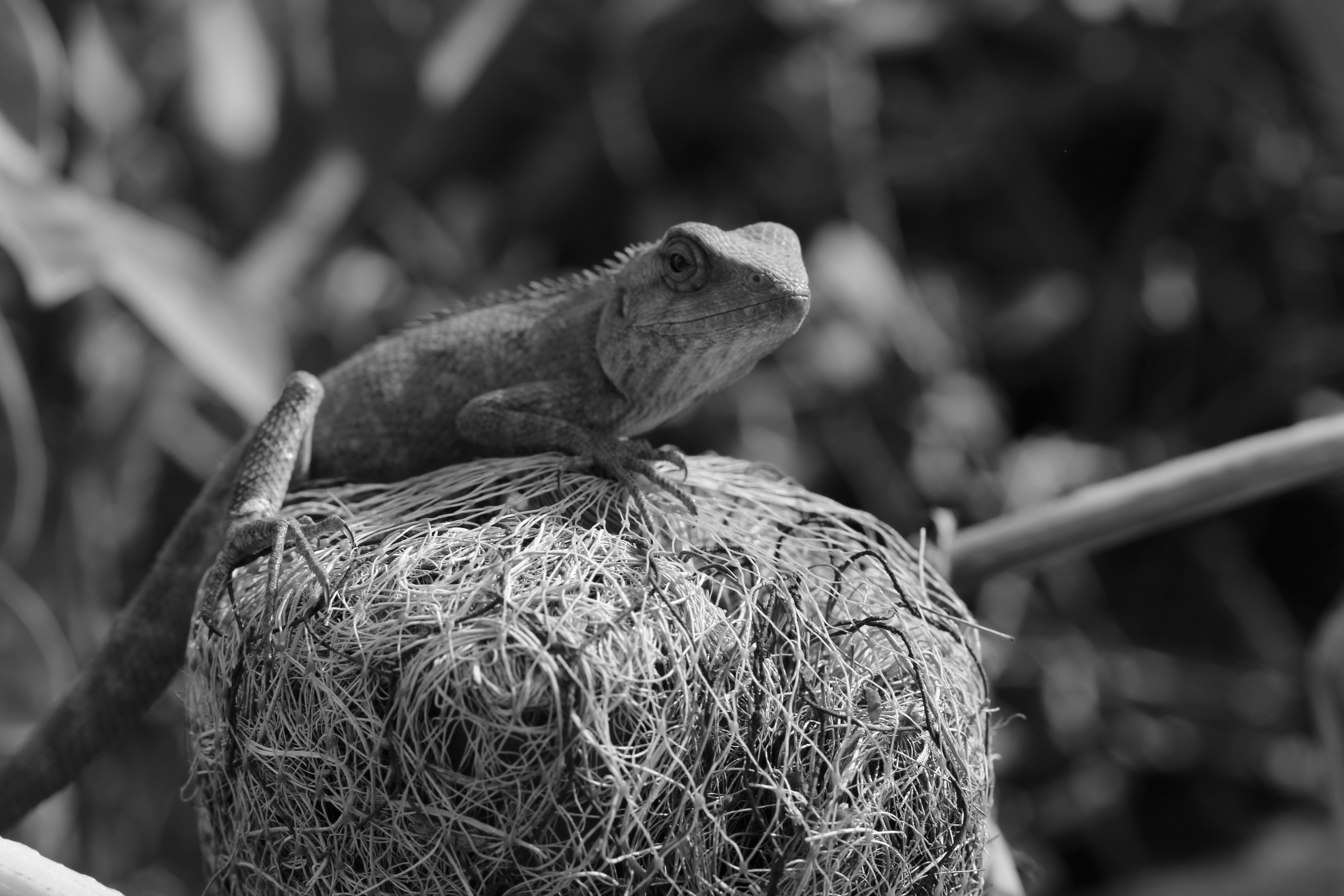 A lizard sitting on top of a ball of hay photo – Free Nature background ...
