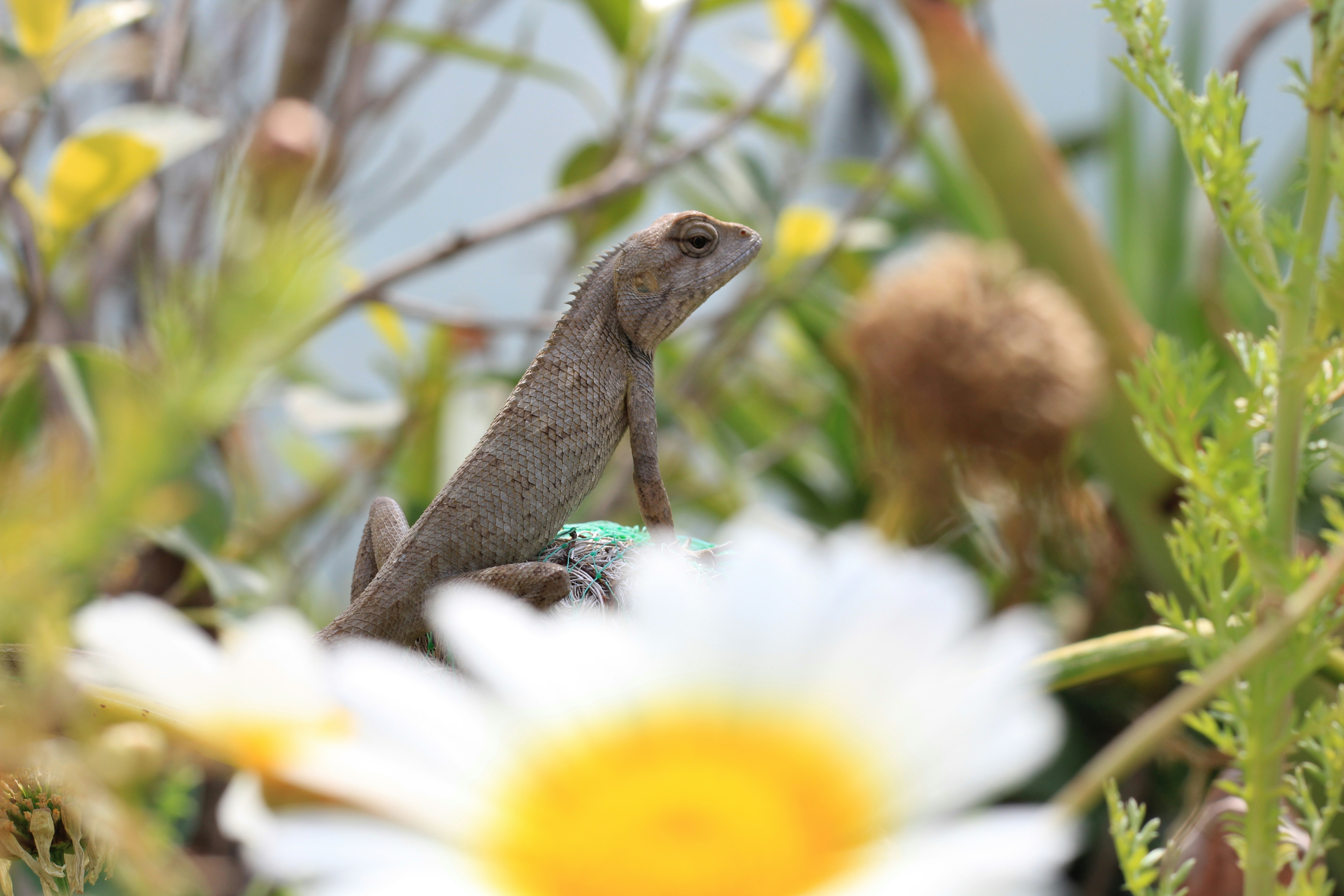 Garden Lizard on a Daisy Stage: Quiet Focus Amid Bloom