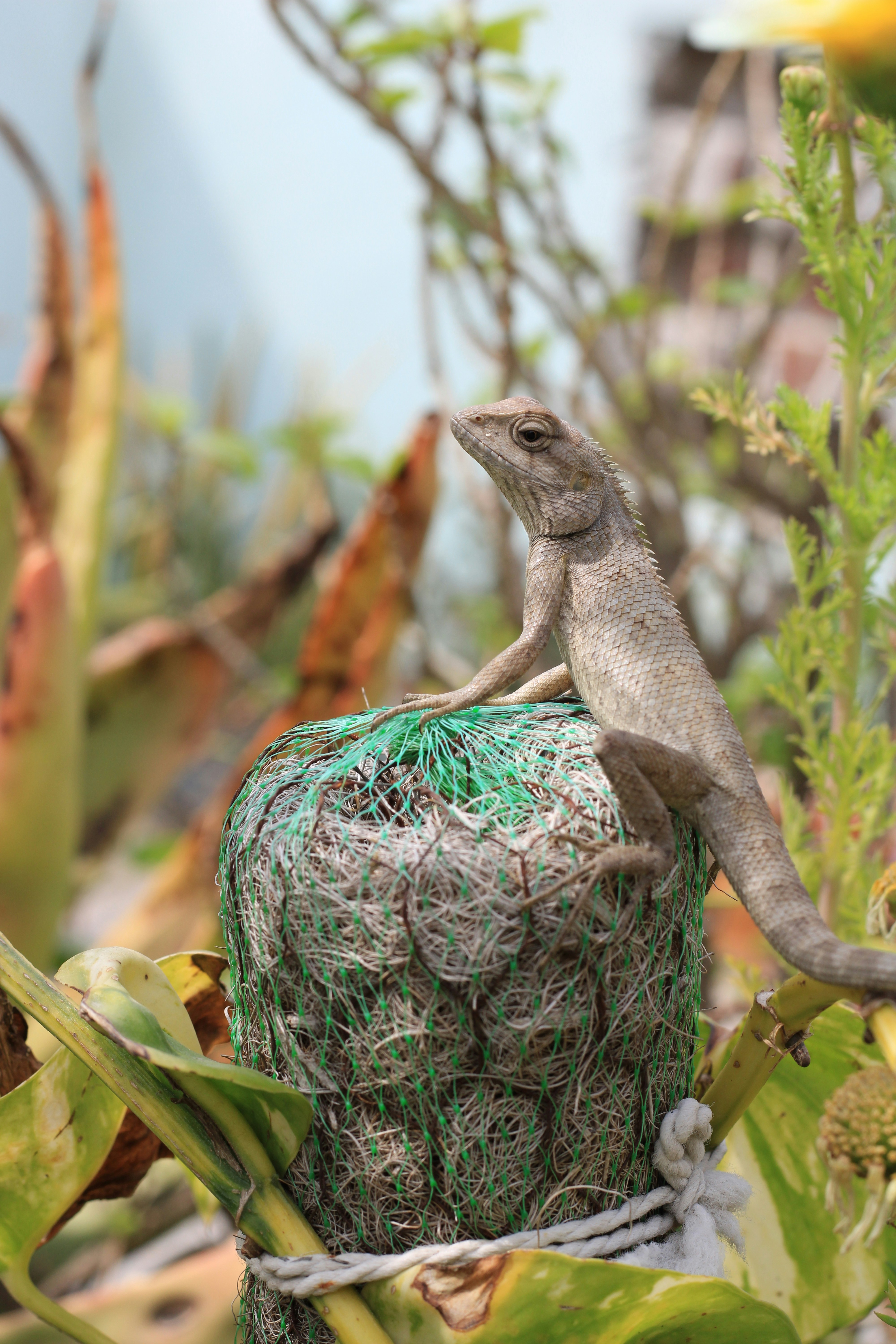 A lizard sitting on top of a green ball photo – Free Khurja Image on ...