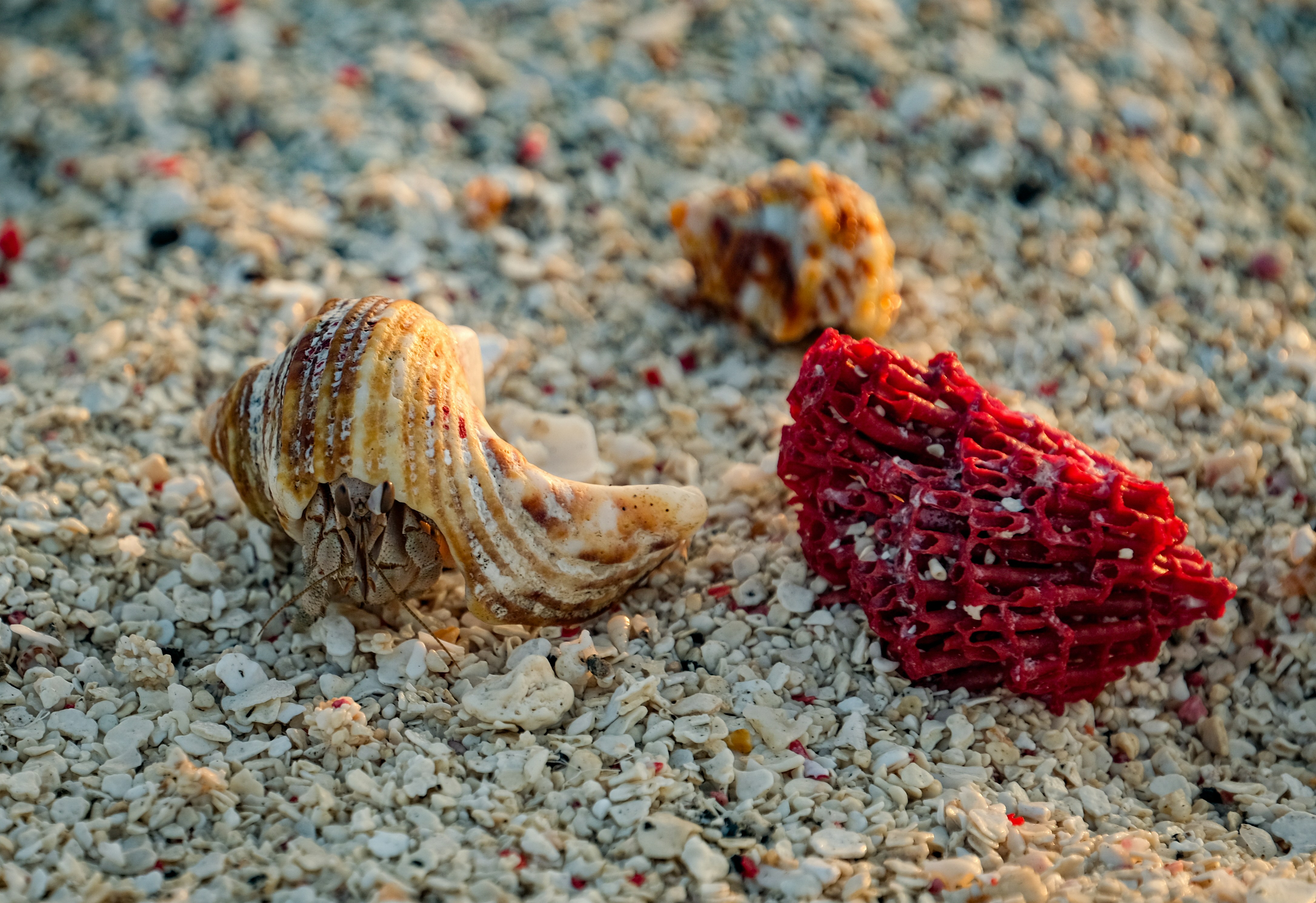 Foto Dos conchas marinas y un coral rojo en una playa rocosa – Imagen ...
