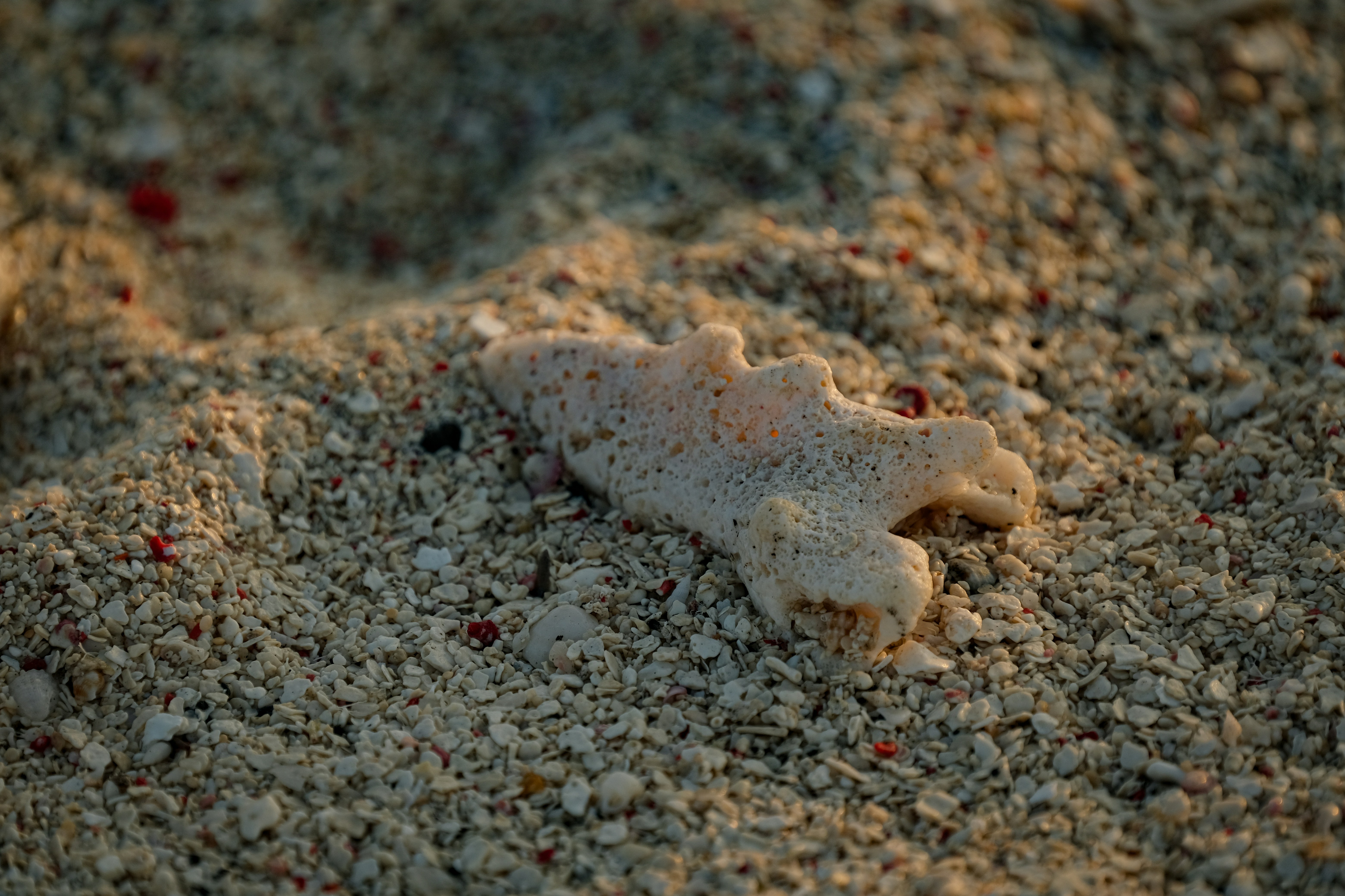 Deserted Coral on Quiet Shore