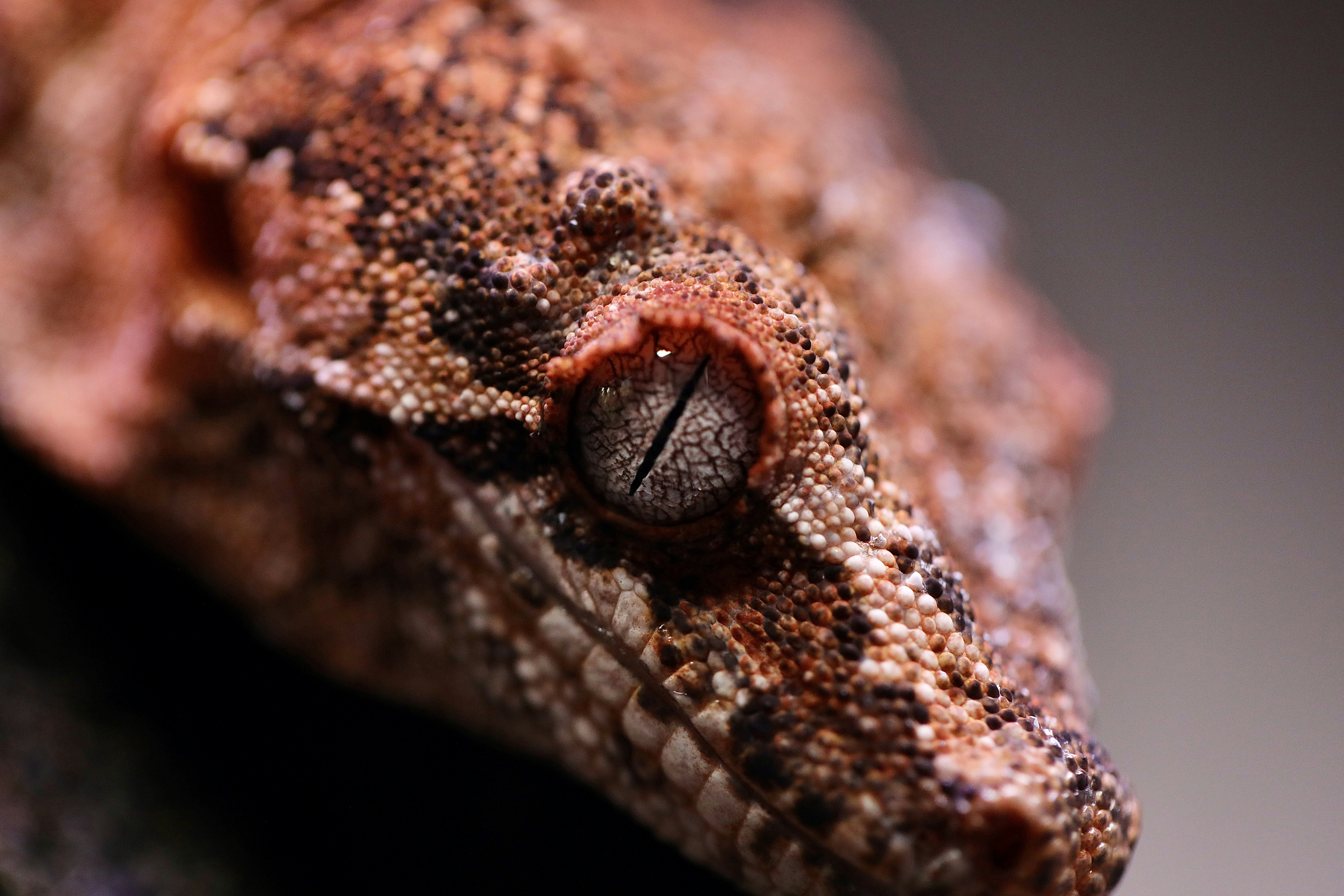 Close-up of a Gecko's Eye: Mosaic Texture and Intricate Pupil