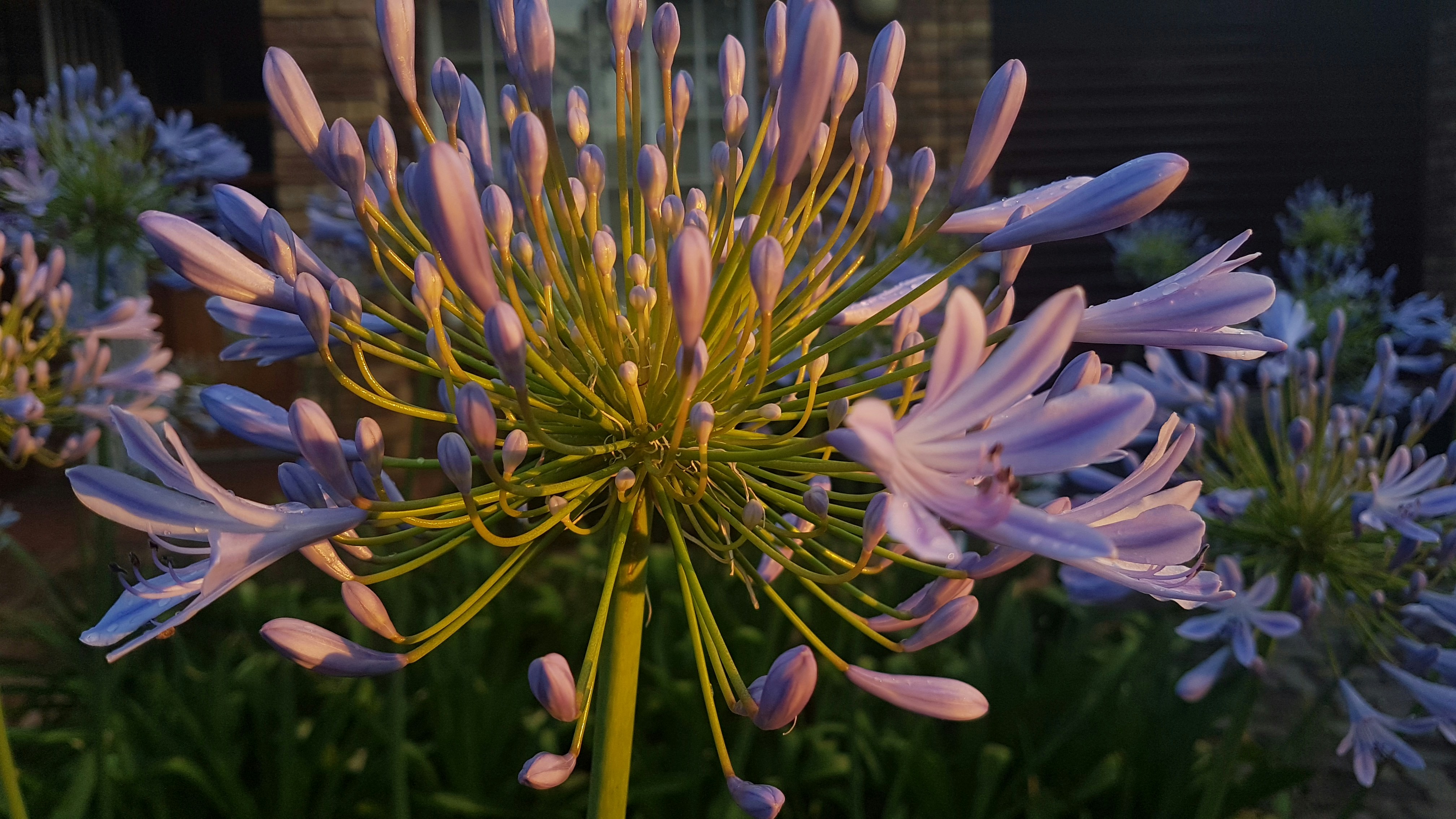 a close up of a purple flower in a garden