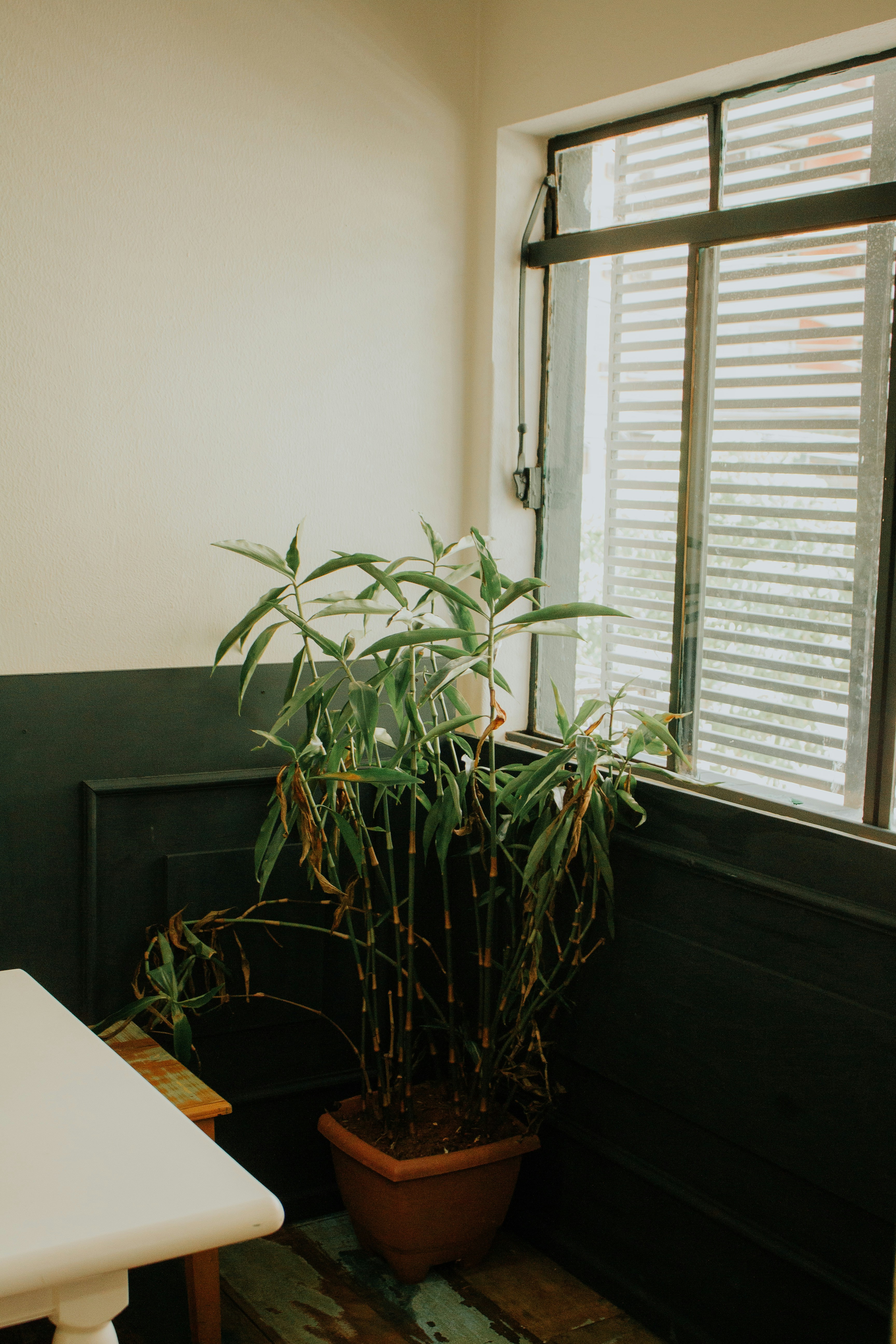 a potted plant sitting next to a window