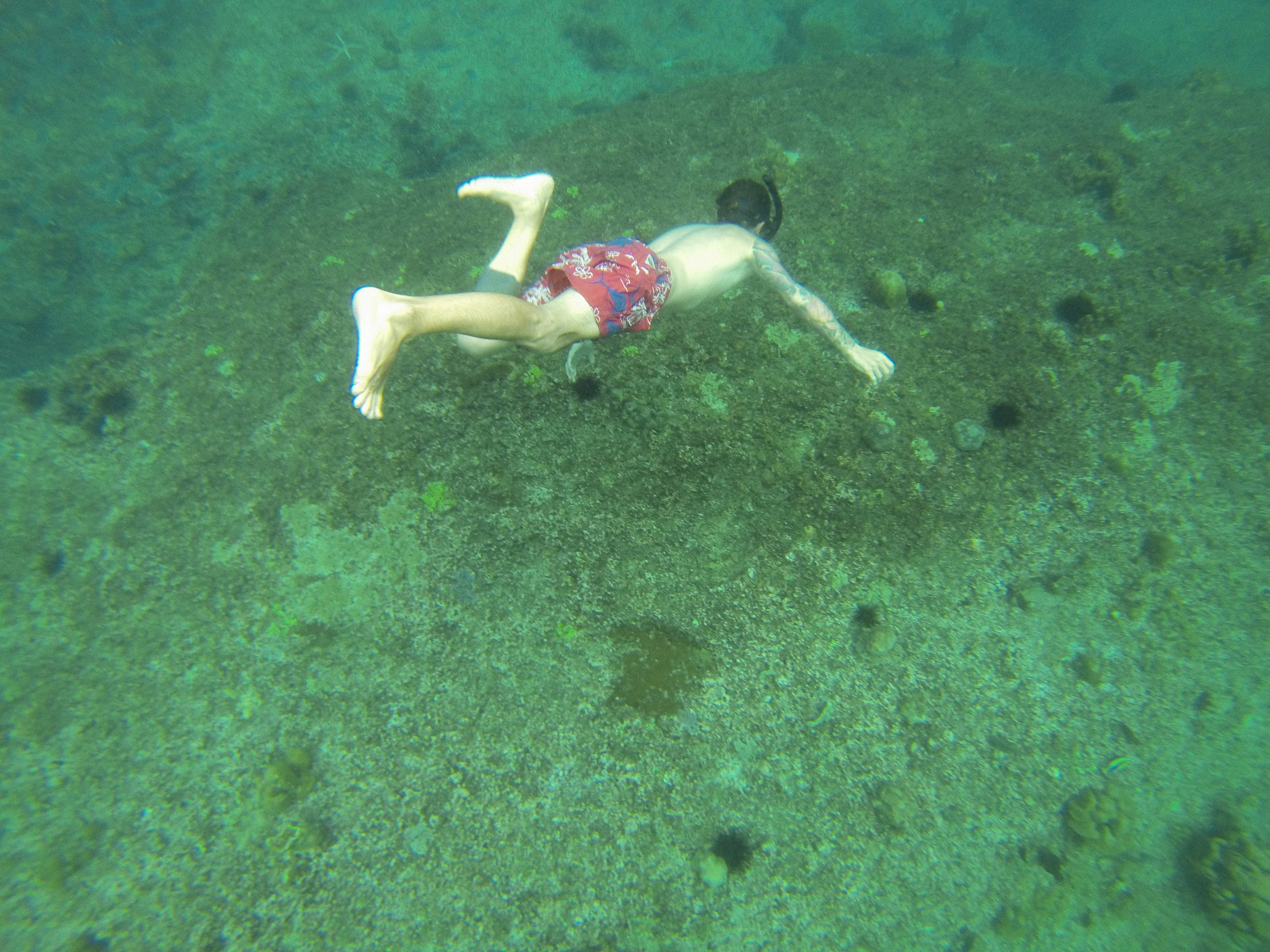 Underwater photograph of a person in red swim trunks gliding forward above a rocky, algae-covered seabed.