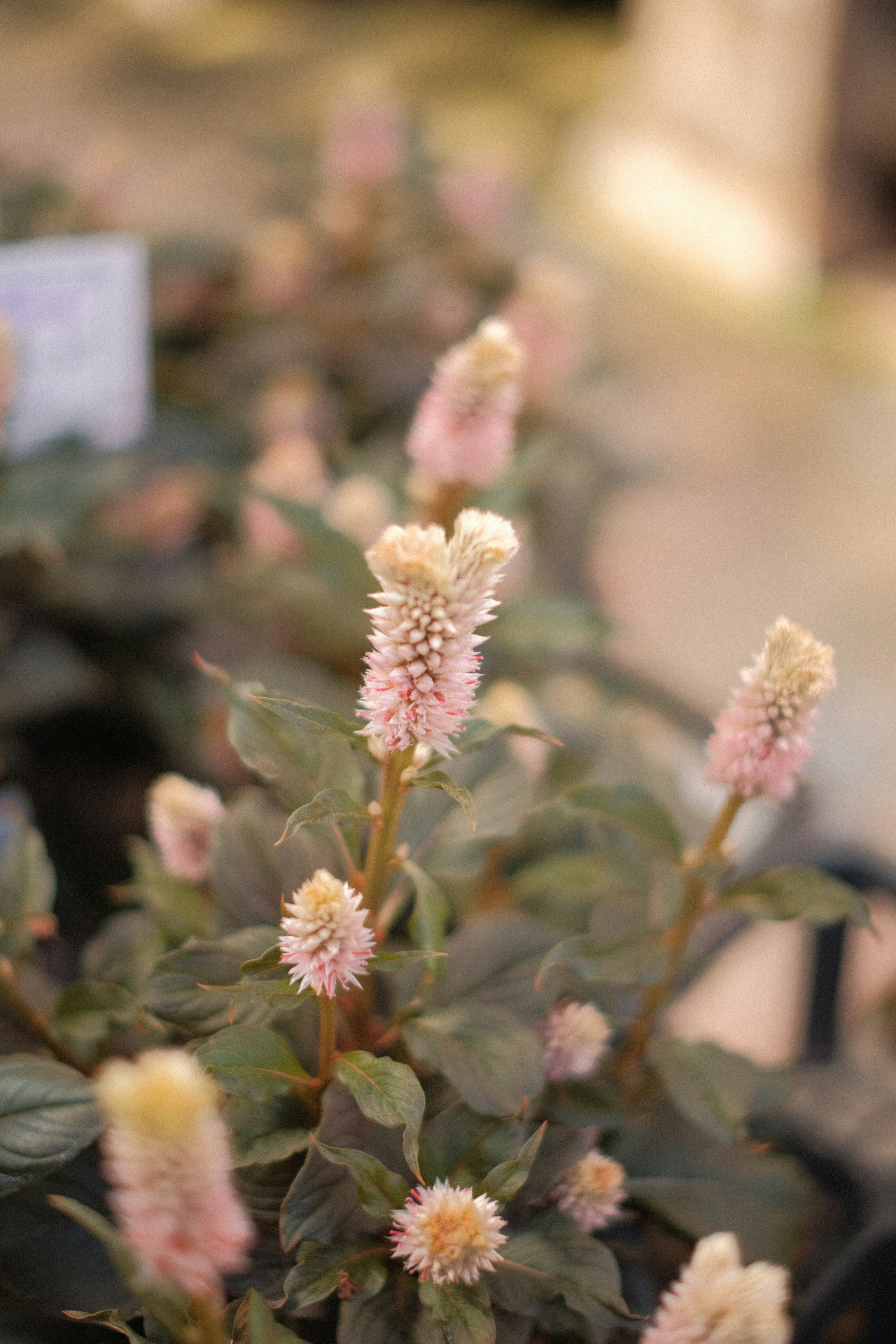 Soft Focus Blooms: Delicate Cone-shaped Flowers in a Garden