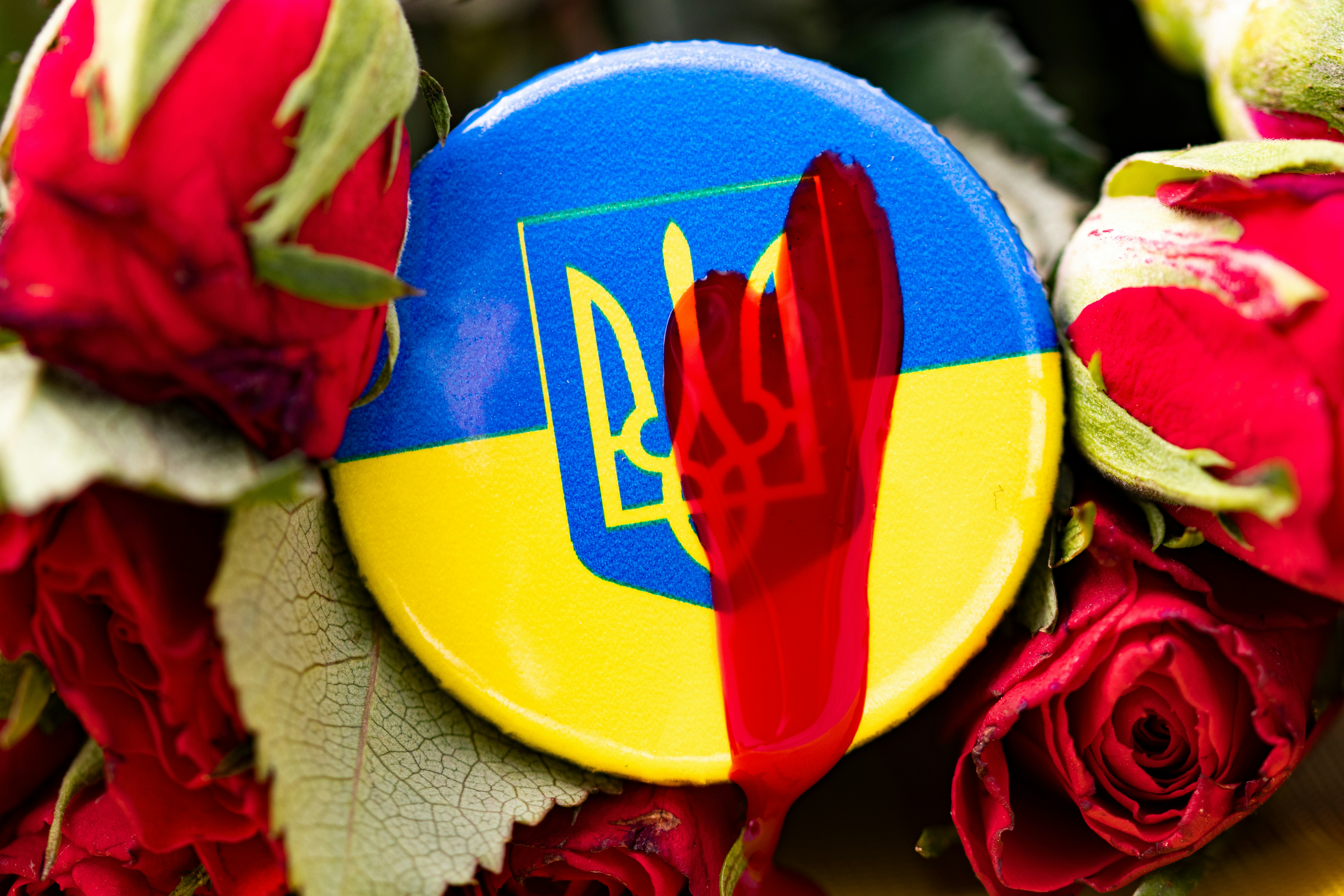 Ukraine Emblem Resting in a Velvet Rose Bed