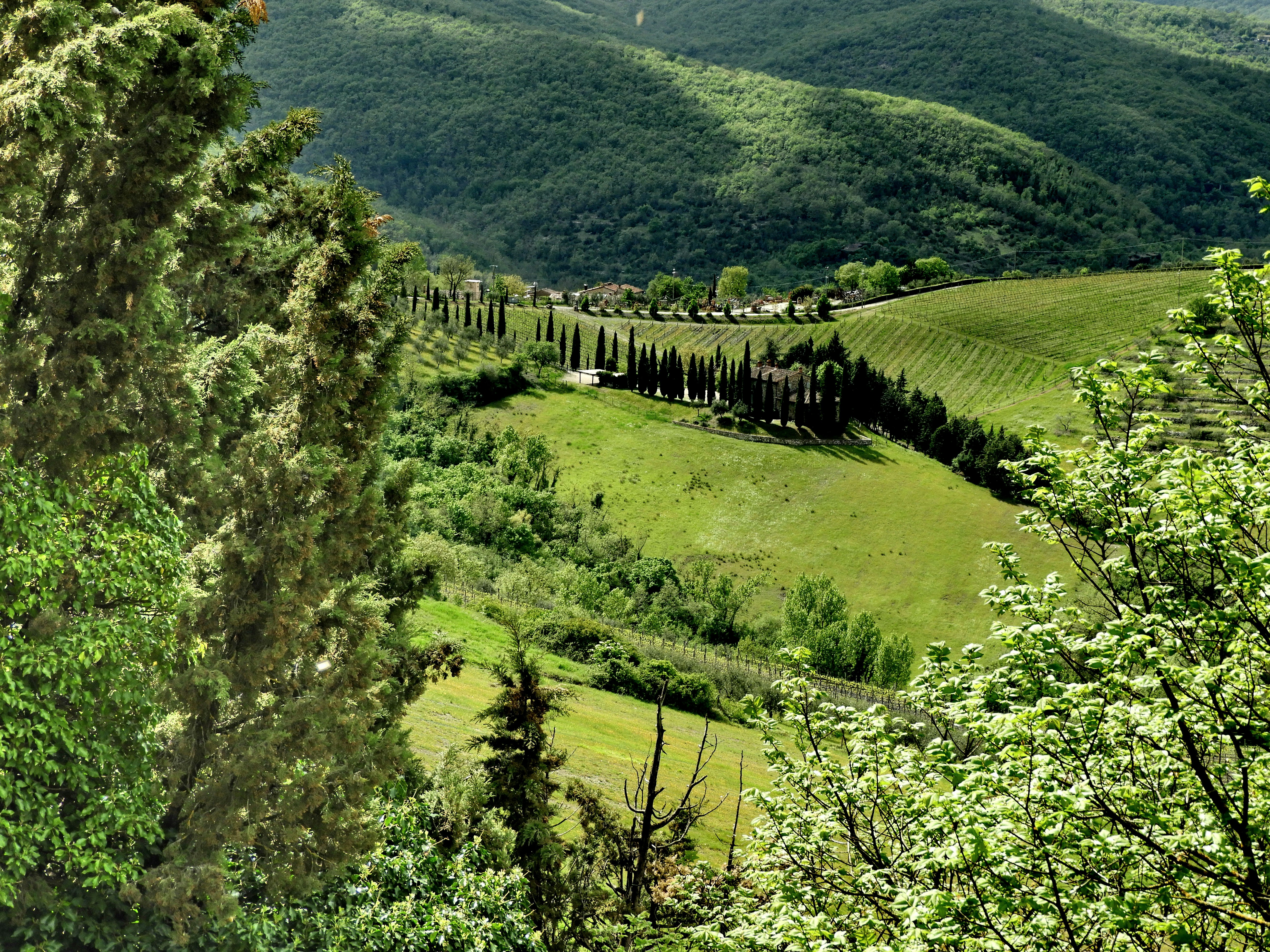 Photograph of a sunlit valley with a line of cypress trees and a distant village among rolling hills.