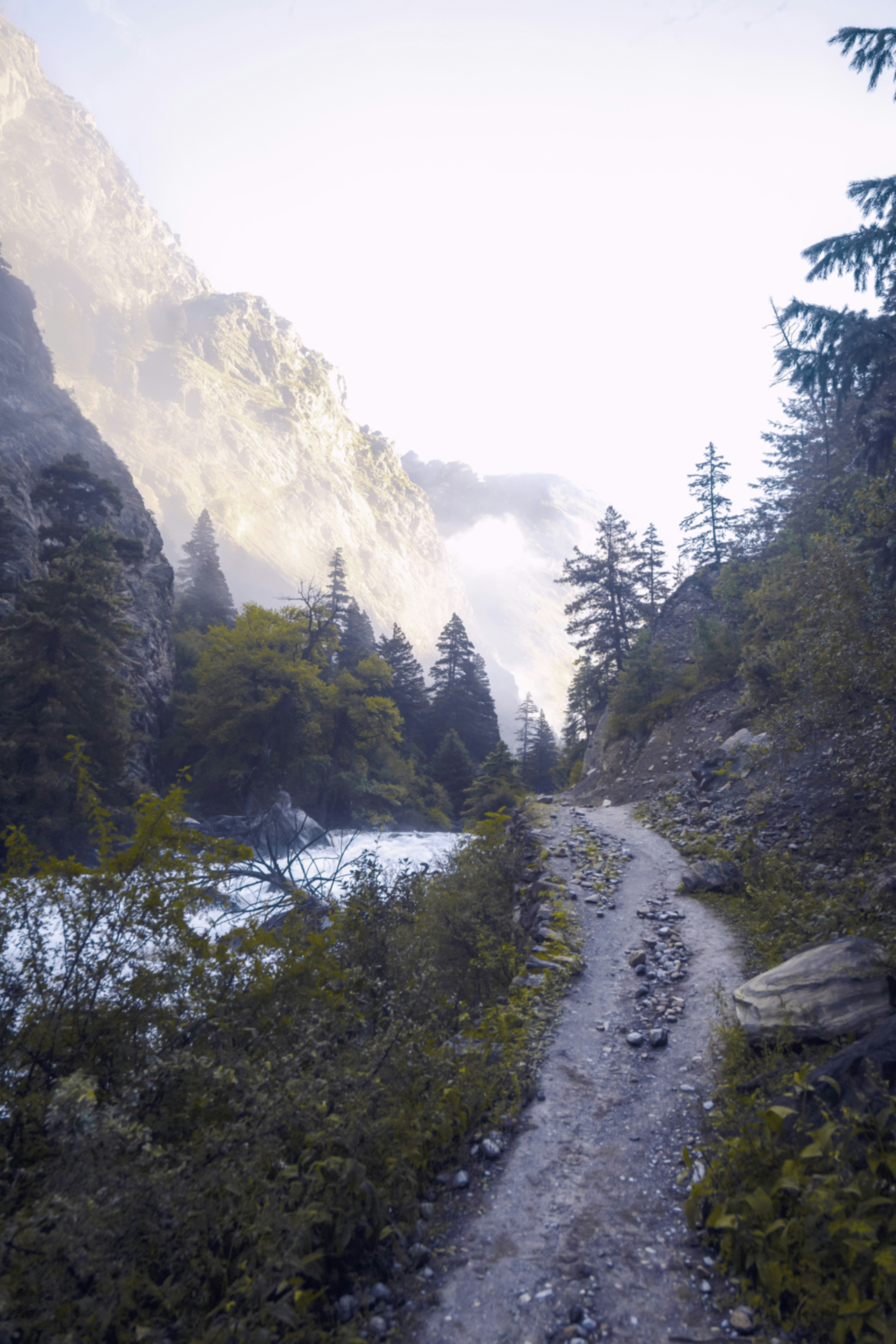 Rugged Path Through Misty Limbs of the Valley