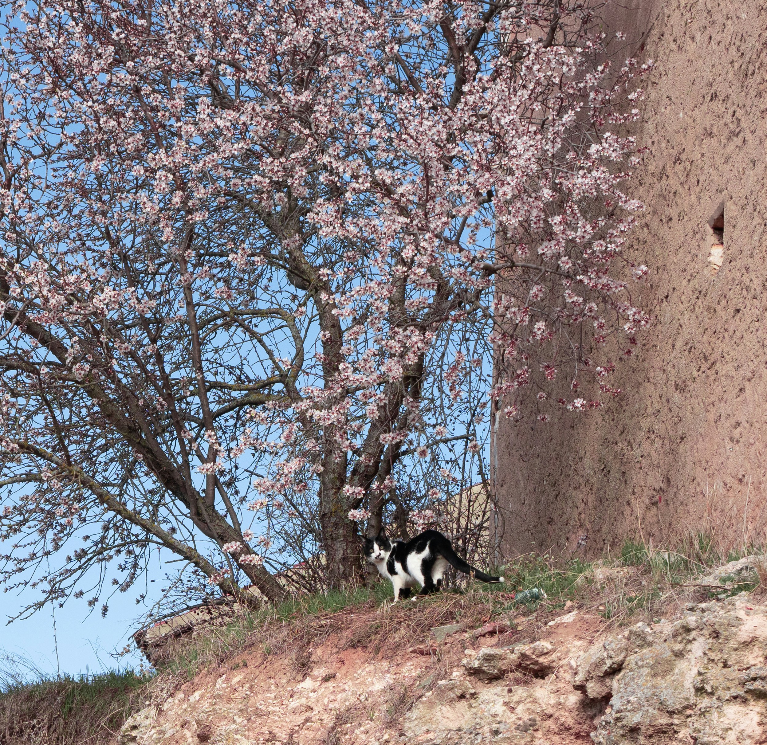 Calico in Bloom: A Quiet Moment Along the Mudbrick Wall