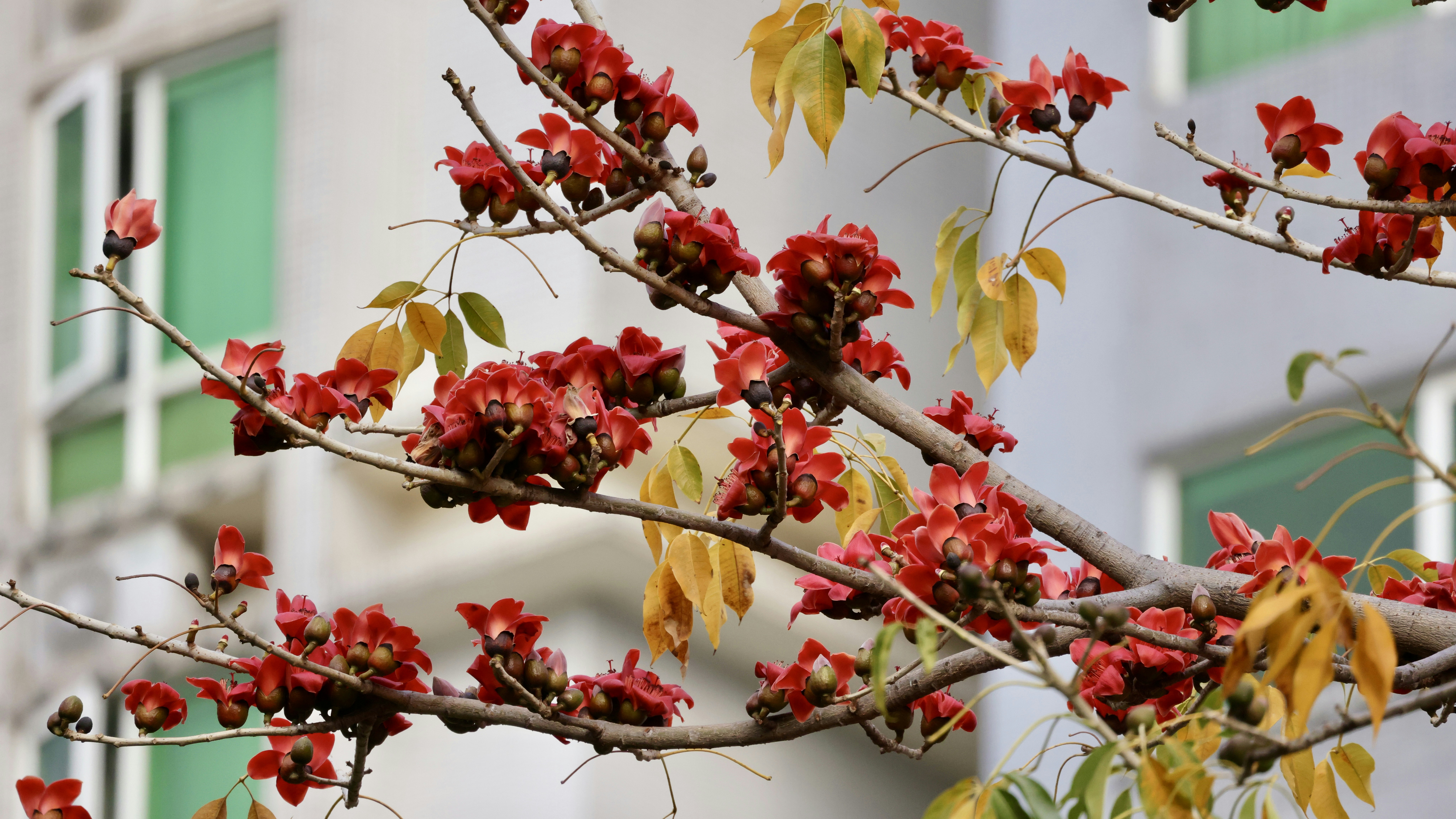 Un arbre aux fleurs rouges devant un bâtiment photo – Photo Plante ...