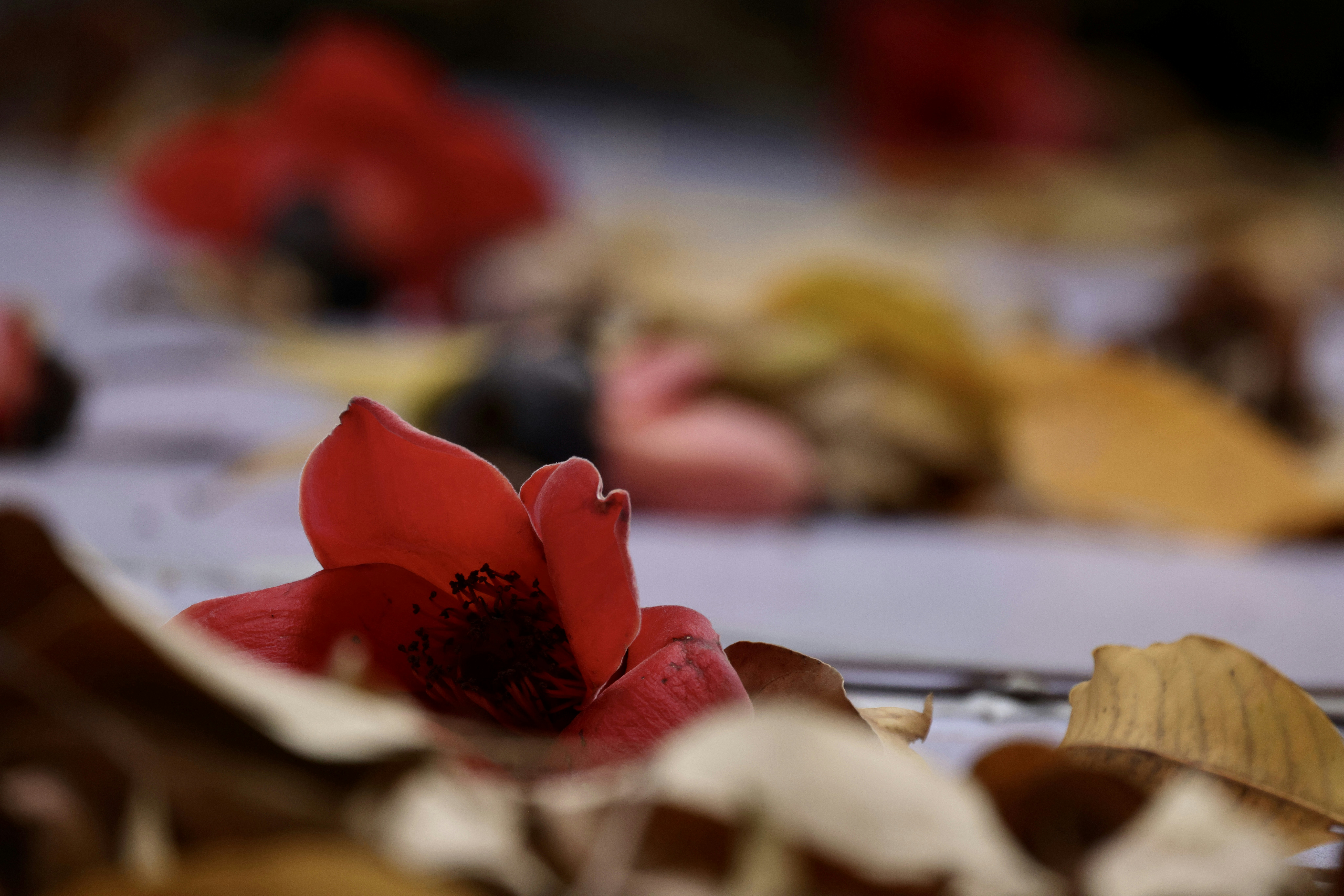 Crimson Petal Pierces a Carpet of Autumn Leaves