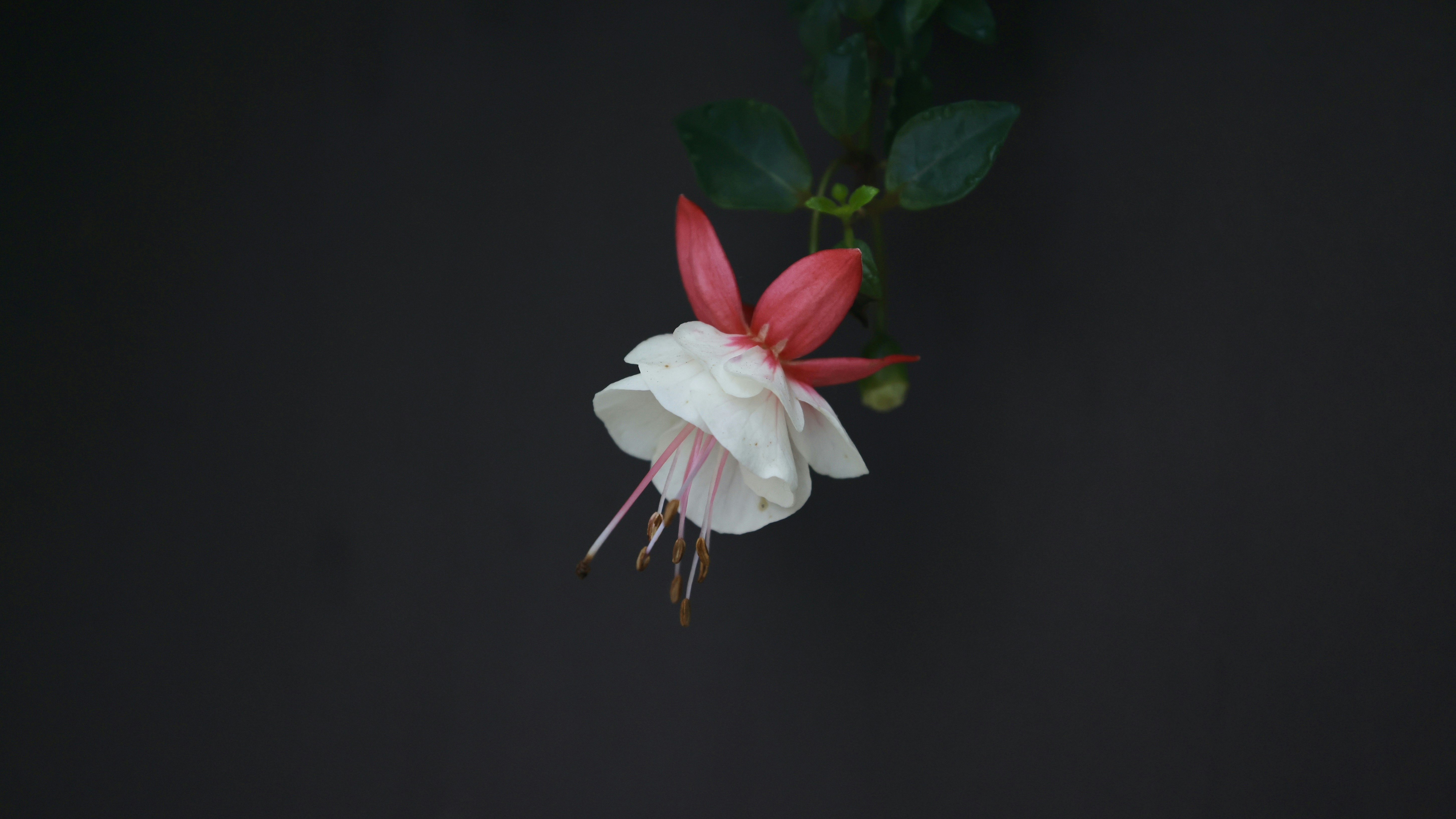 a white and red flower on a black background