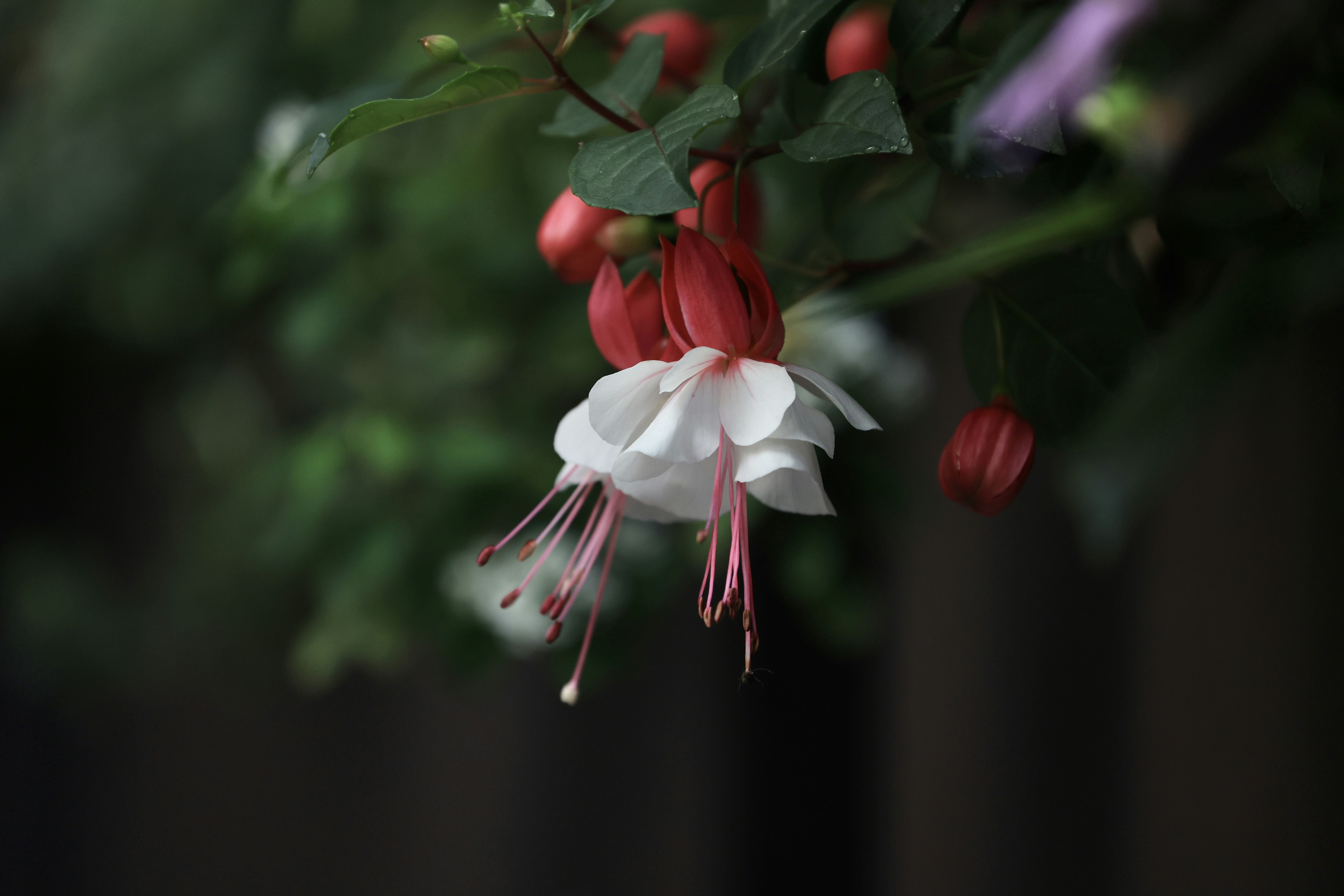 Foto Una flor blanca y roja colgando de un árbol – Imagen Planta gratis ...
