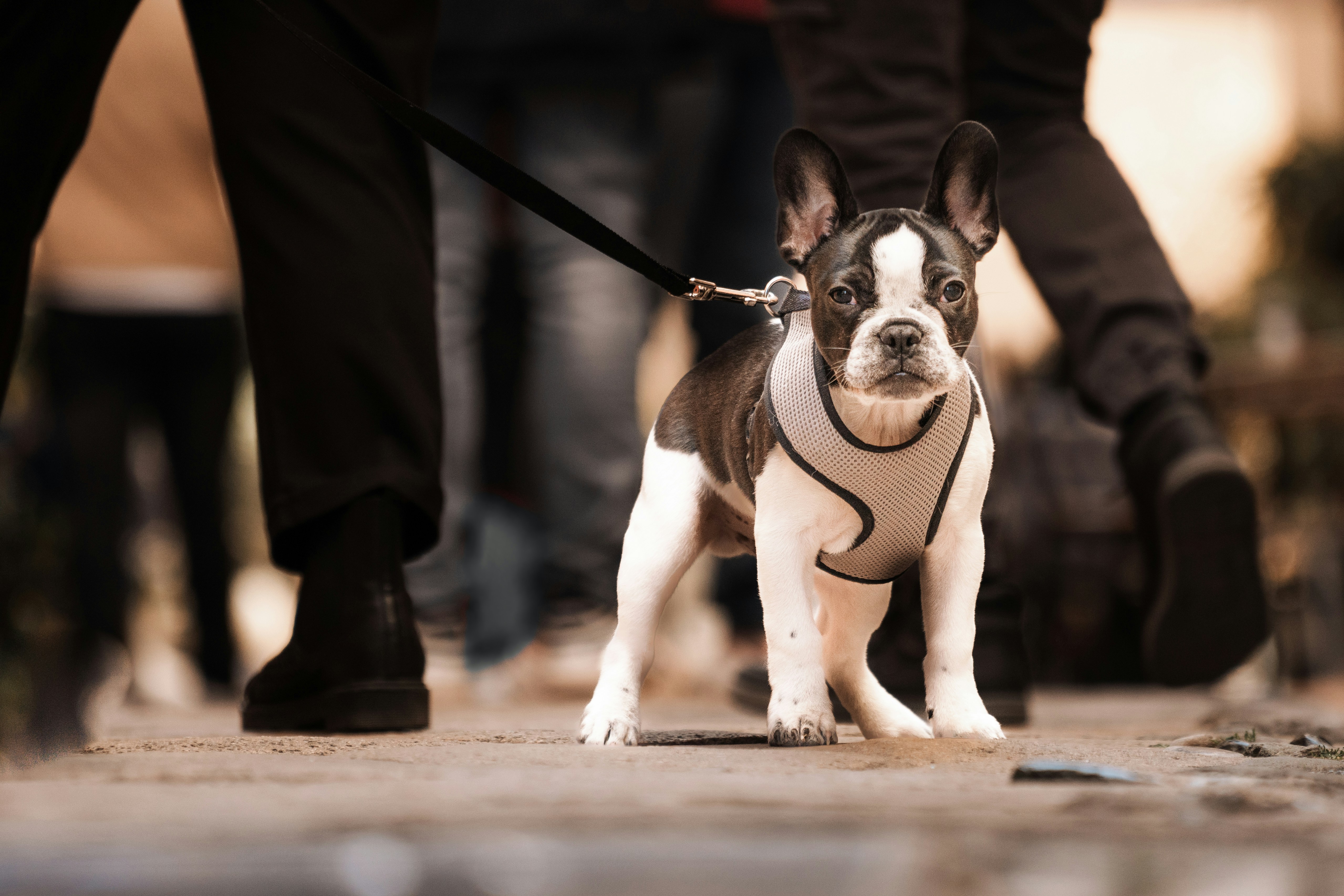 Leashed Resolve on Cobblestones: A Boston Terrier Commands the City Walk
