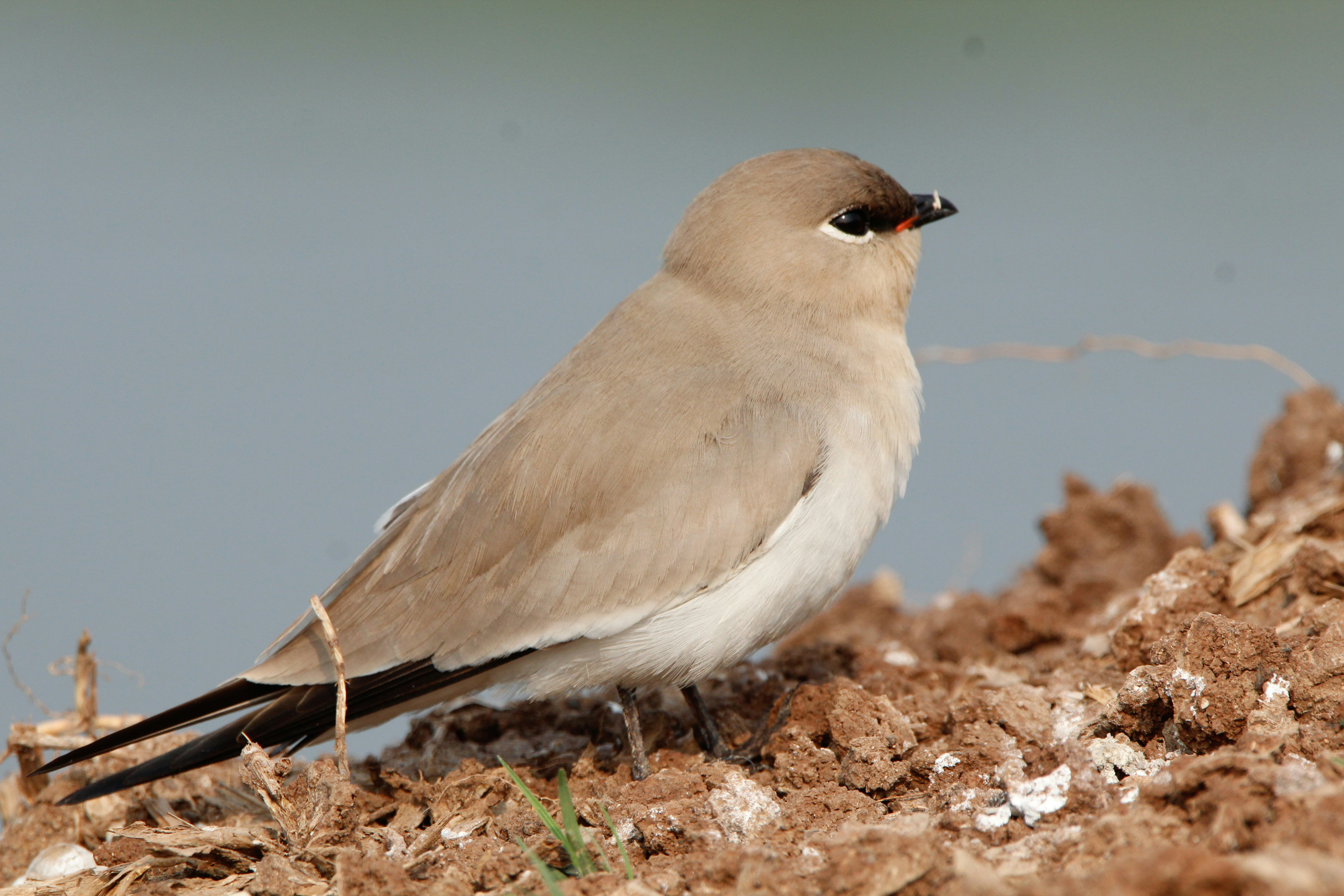 A small, muted-colored bird perched on earthy ground, showcasing its subtle beauty against a blurred background.
