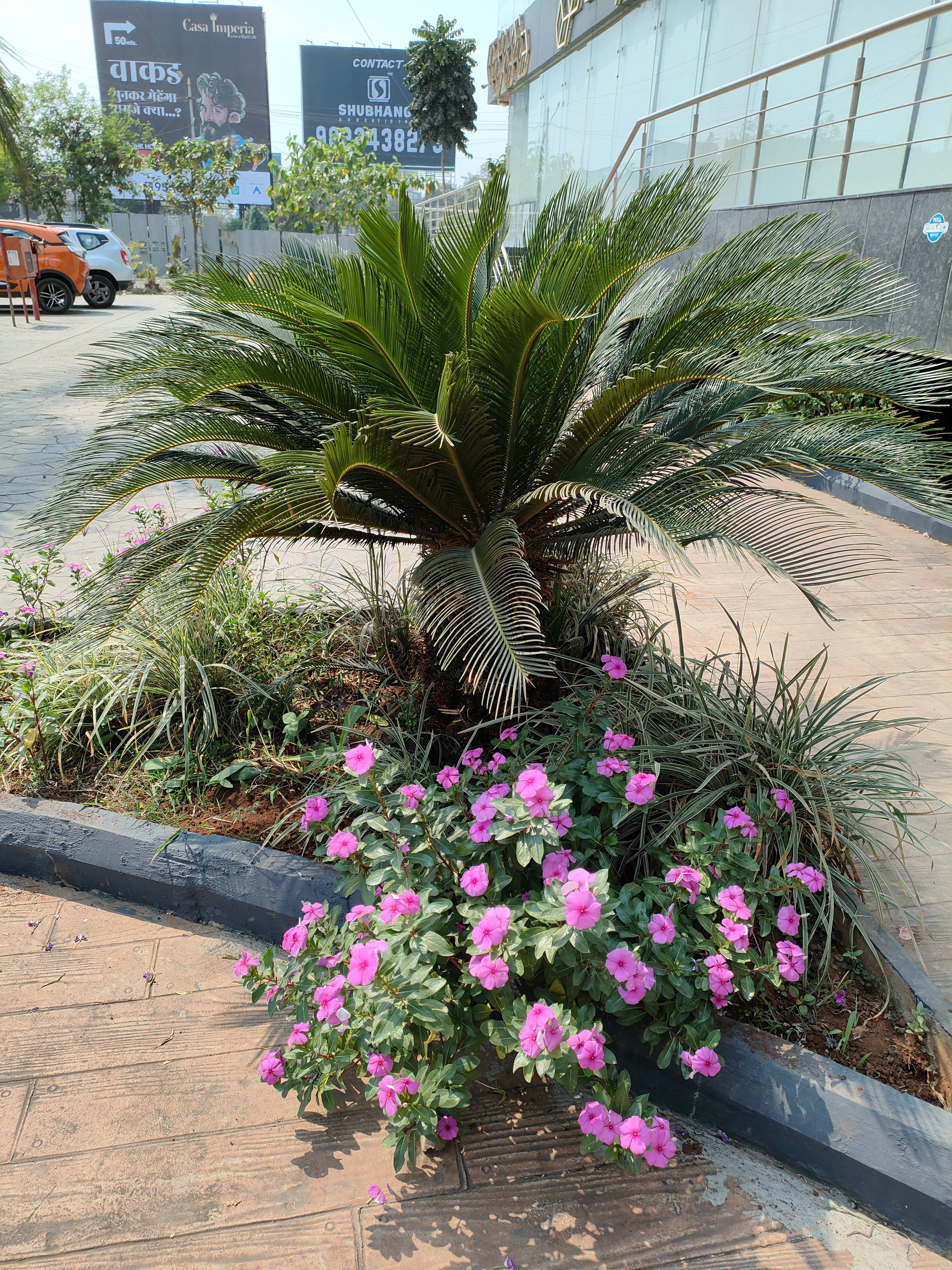 Lush palm tree surrounded by blooming pink flowers in a landscaped area near a commercial building.