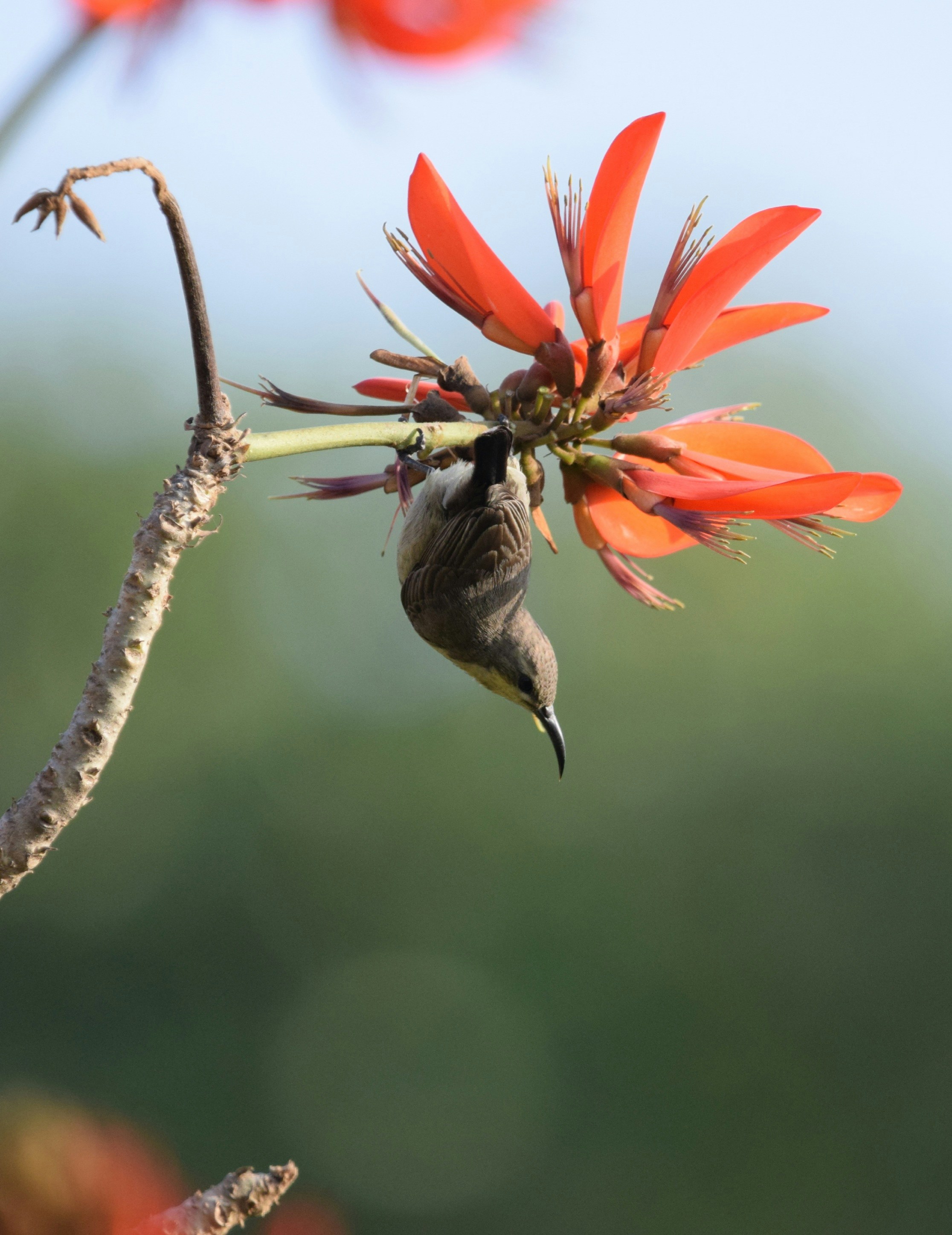 Hanging Insectivorous Moment: A hummingbird-mimic nectars toward a bright blossom