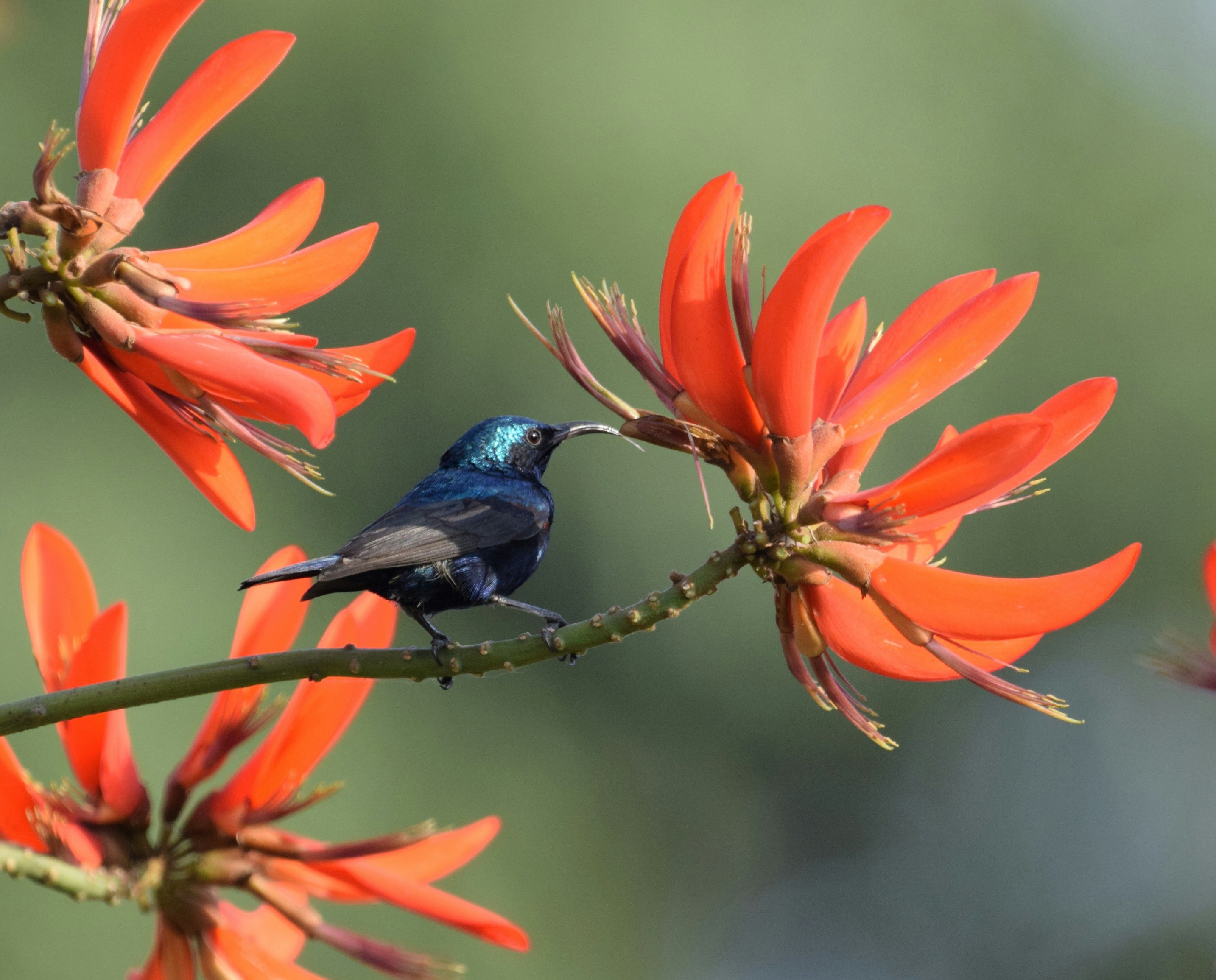 Prashant Saini (@prashantsaini) | Communauté photos Unsplash