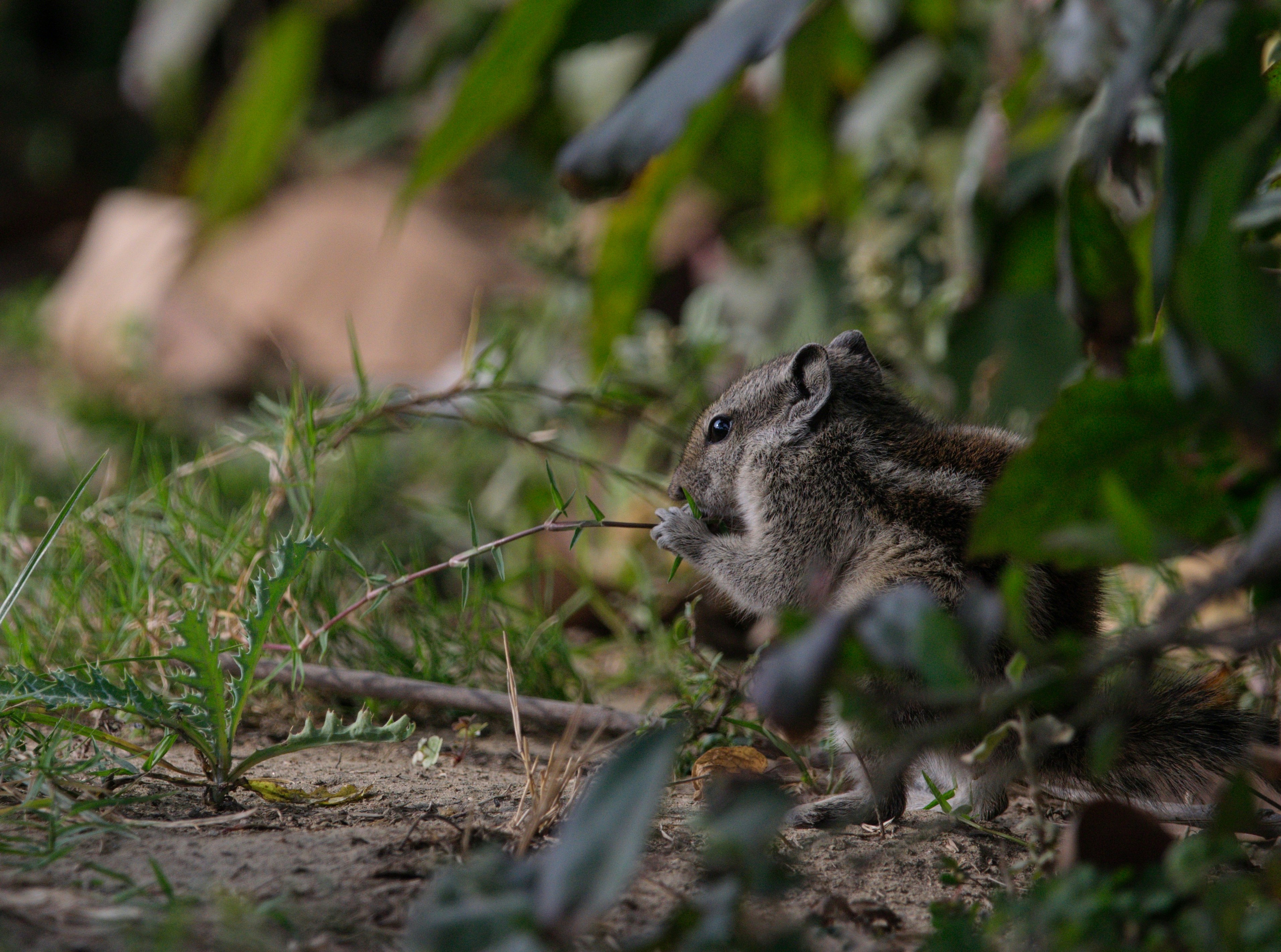 A small rodent eating a stick in the grass photo – Free Mammal Image on ...