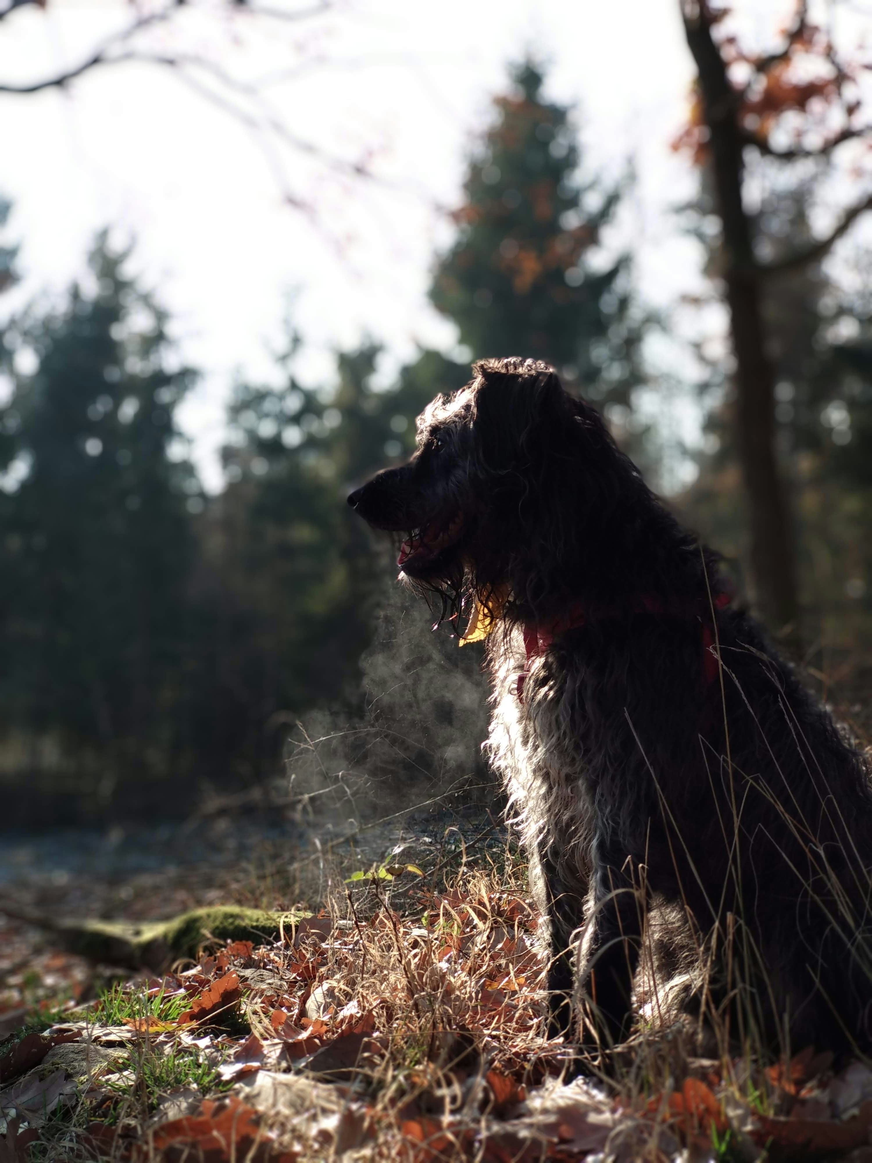 Sunlit Silhouette: Hound at the Forest's Edge
