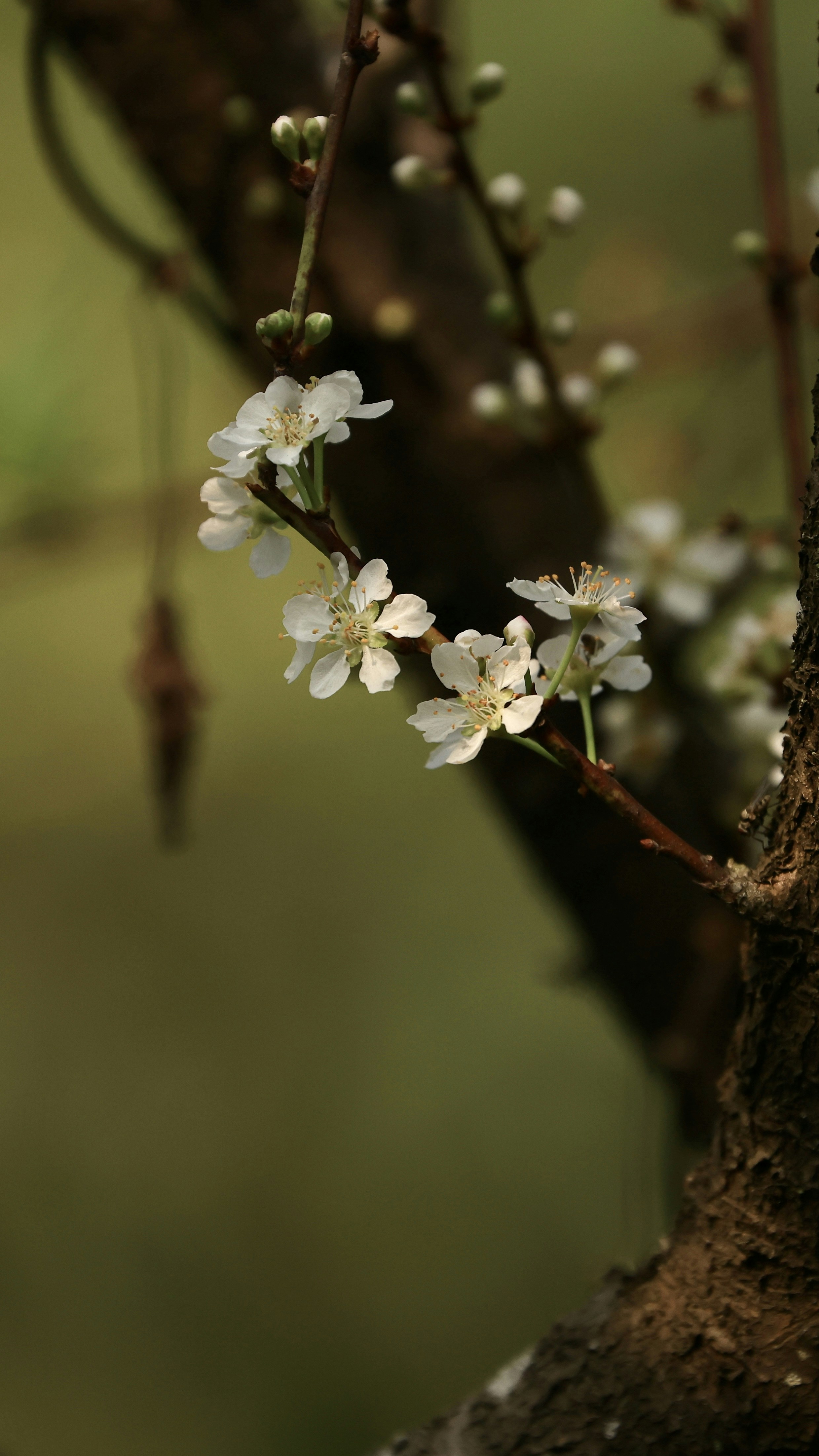 a branch of a tree with white flowers