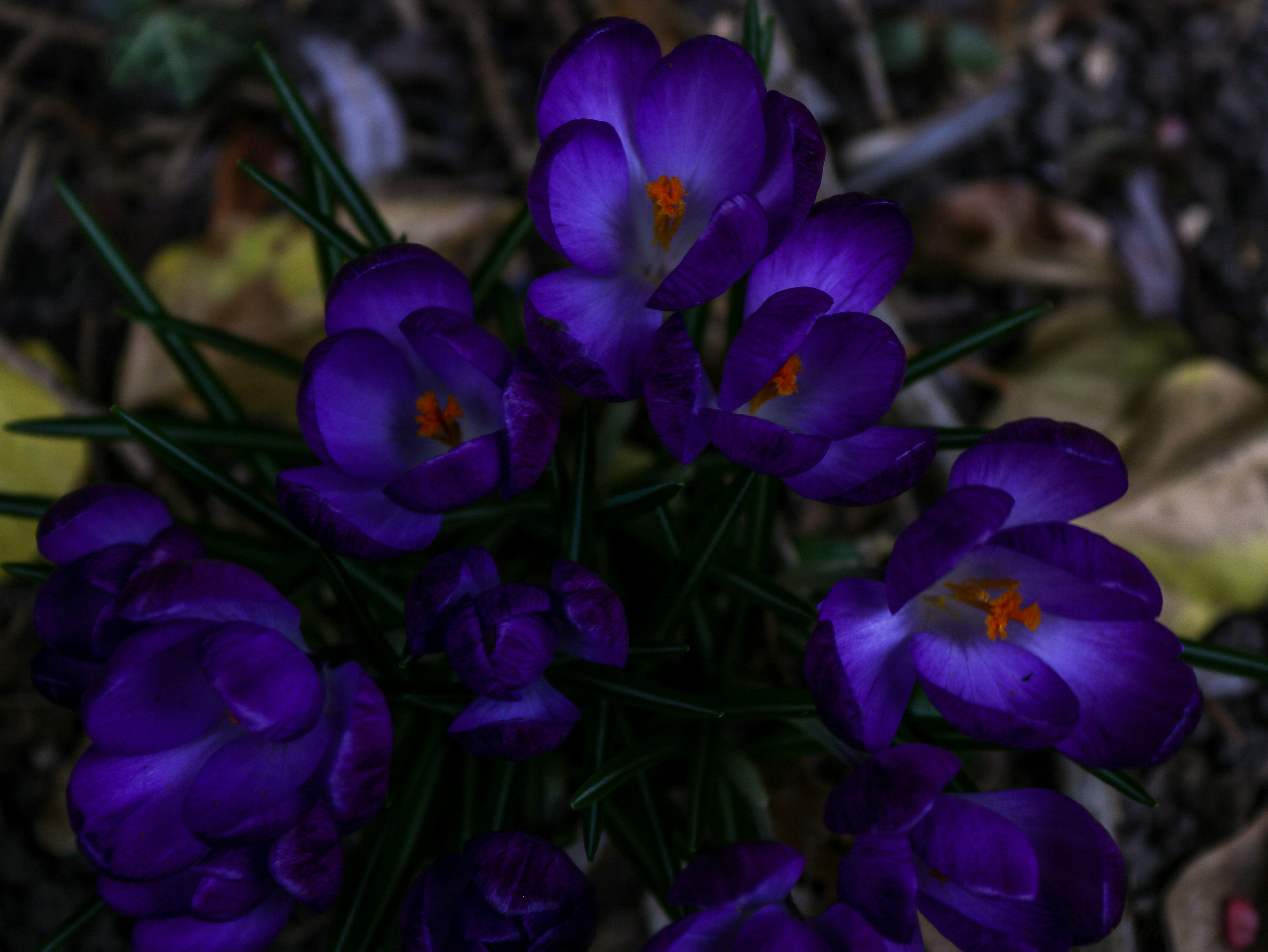 Velvet Violet Crocuses Framed by Subtle Shade