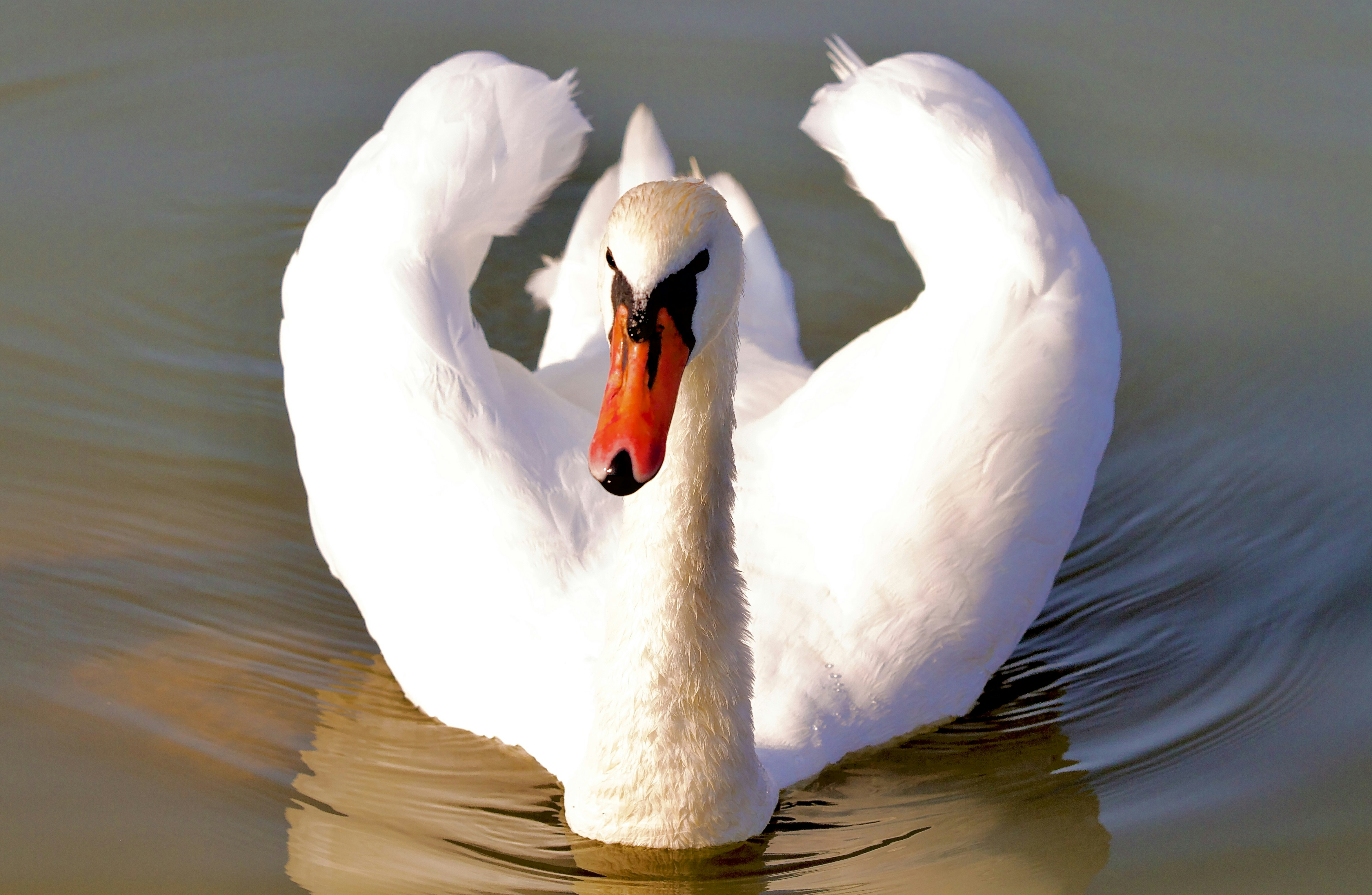 Swan's Wing Arc Over Tranquil Golden Water