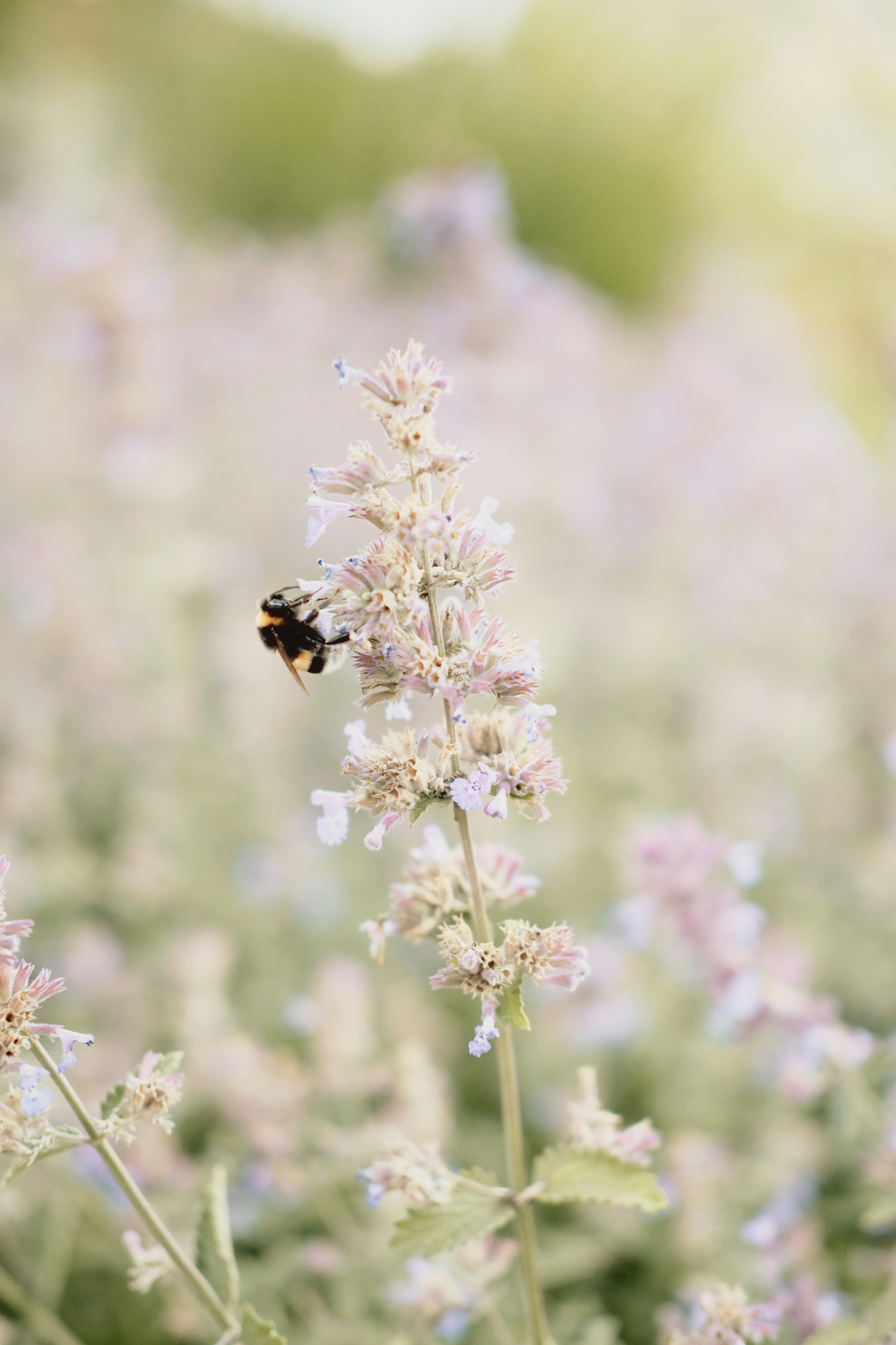 Foto zum Thema Eine Biene sitzt auf einer Blume auf einem Feld ...