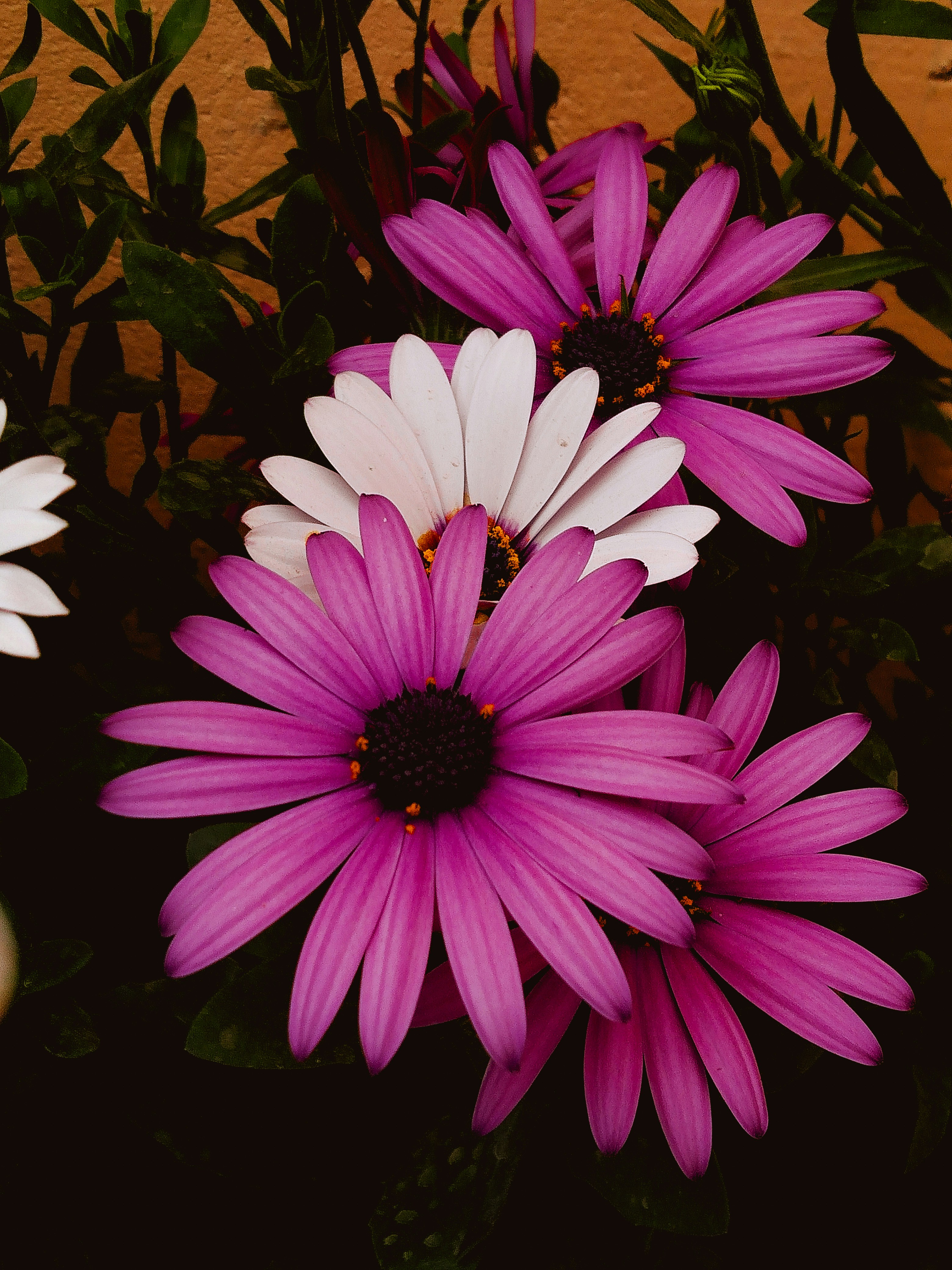Velvet Petals: A Close-Up Revelation of Pink and White Daisies