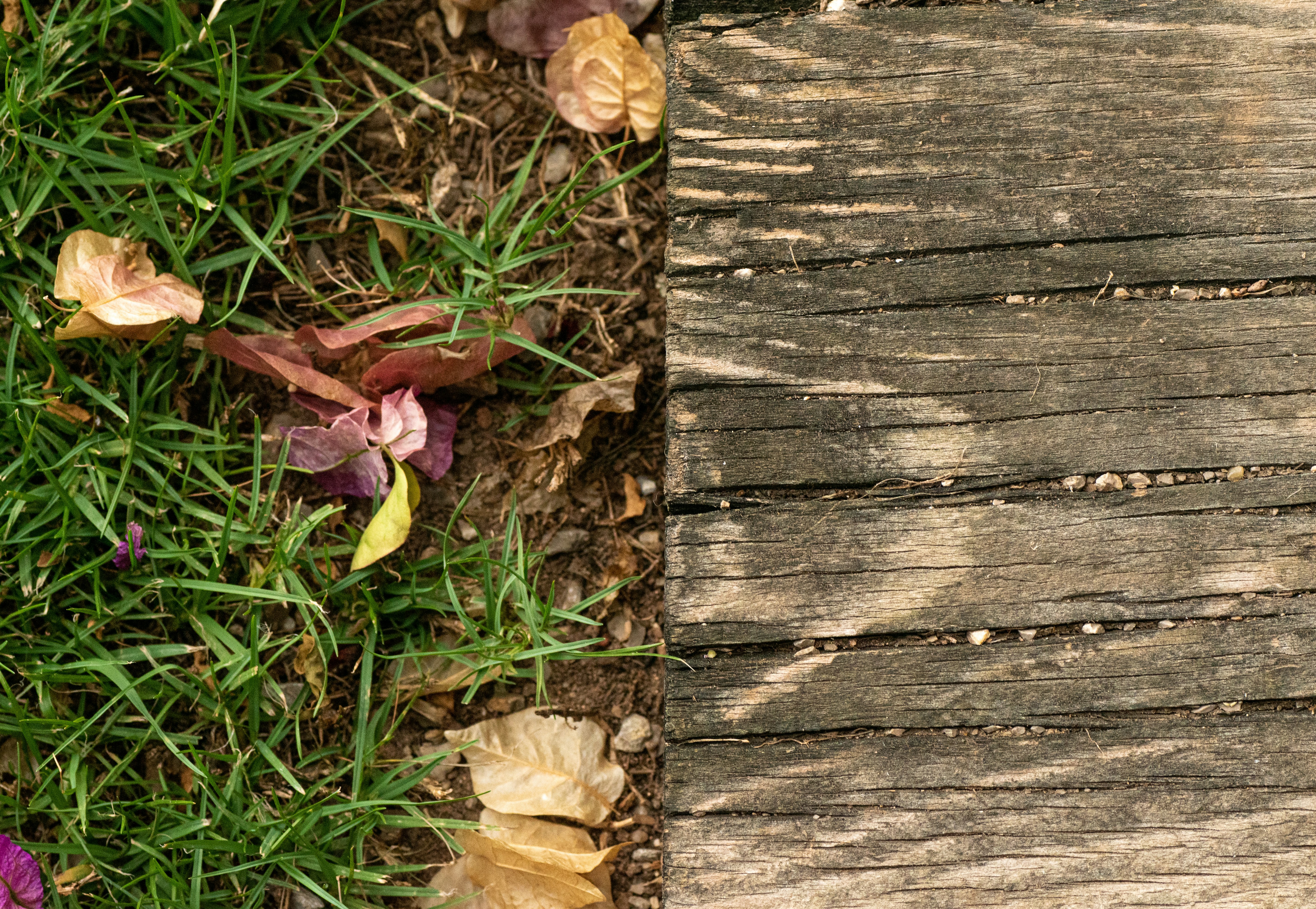 Threshold of Texture: weathered boards border a grassy verge speckled with fallen leaves