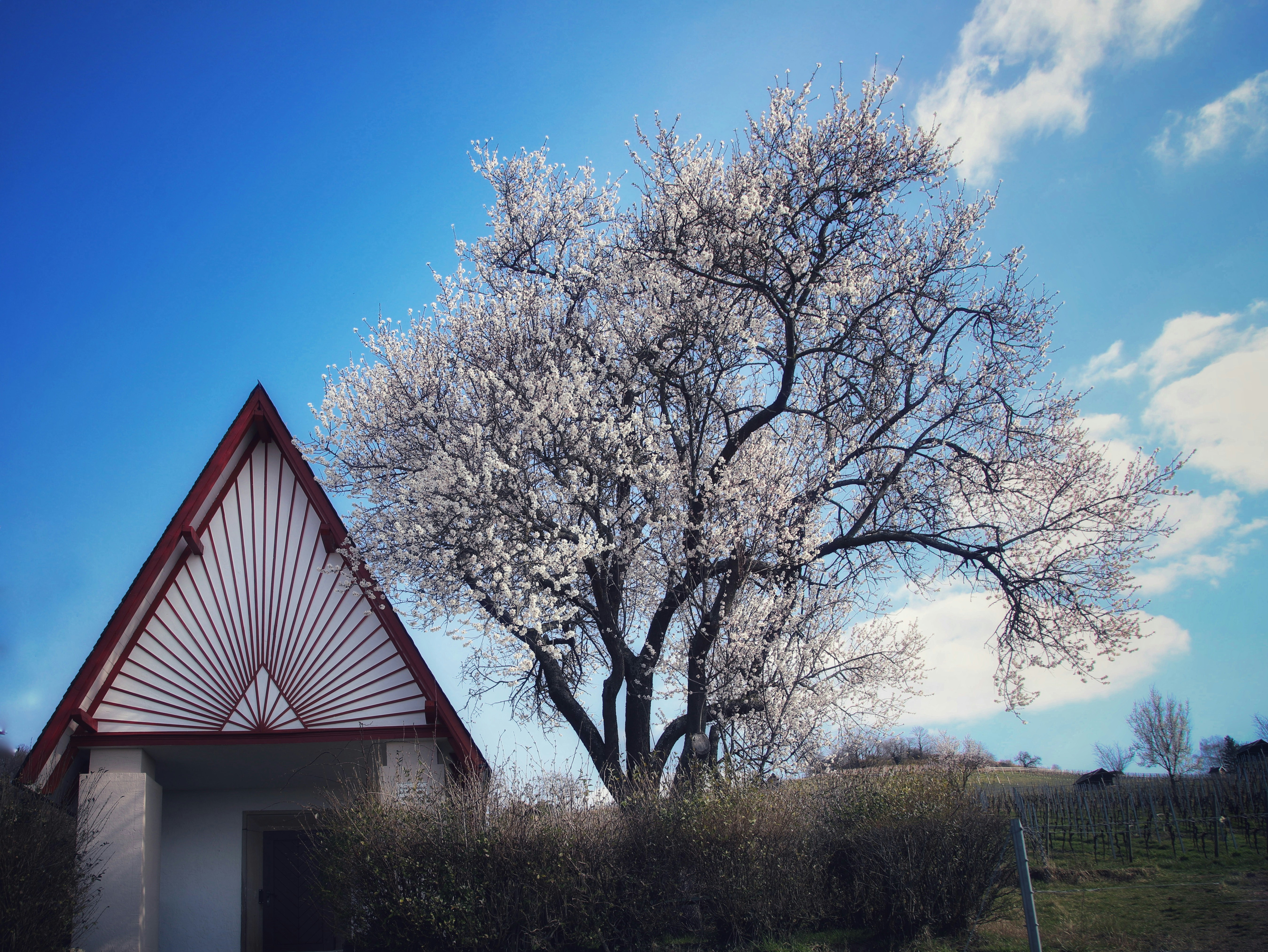 Blossoming Tree Framed by a Red-Gabled Structure under a Violet Sky
