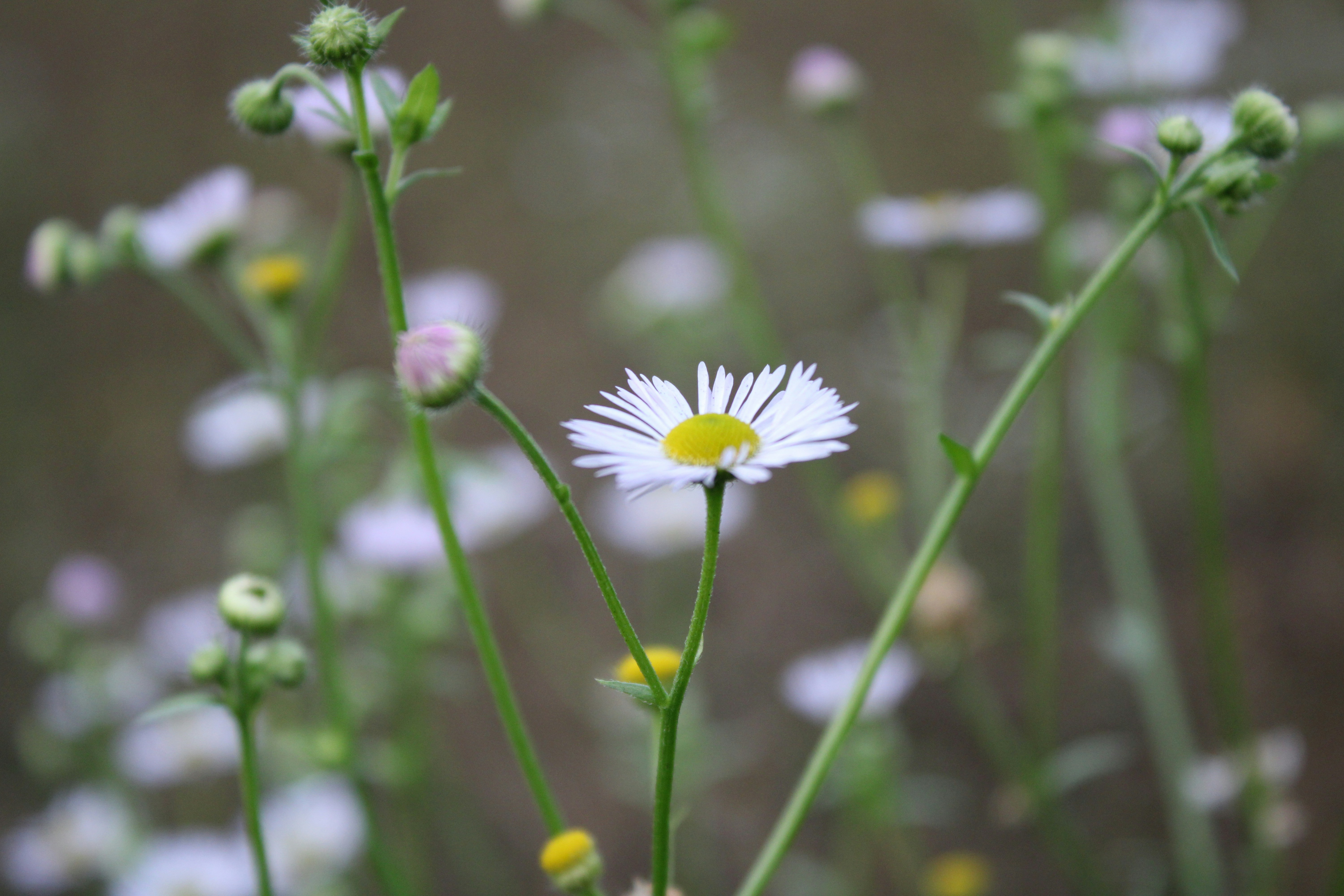 A single daisy stands tall amidst a field of blossoming wildflowers, showcasing delicate petals and vibrant green stems.