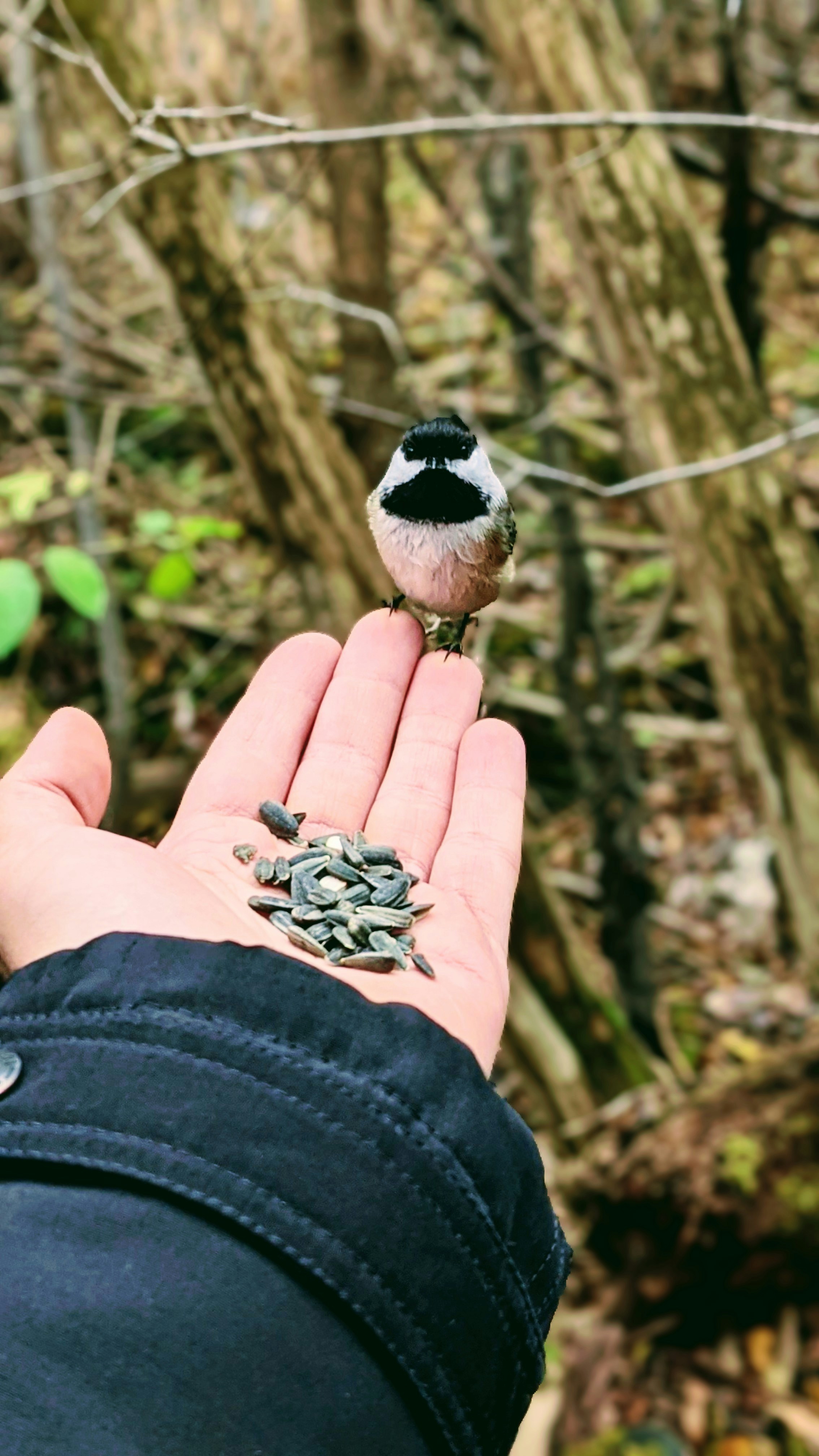 a small bird perched on top of a persons hand