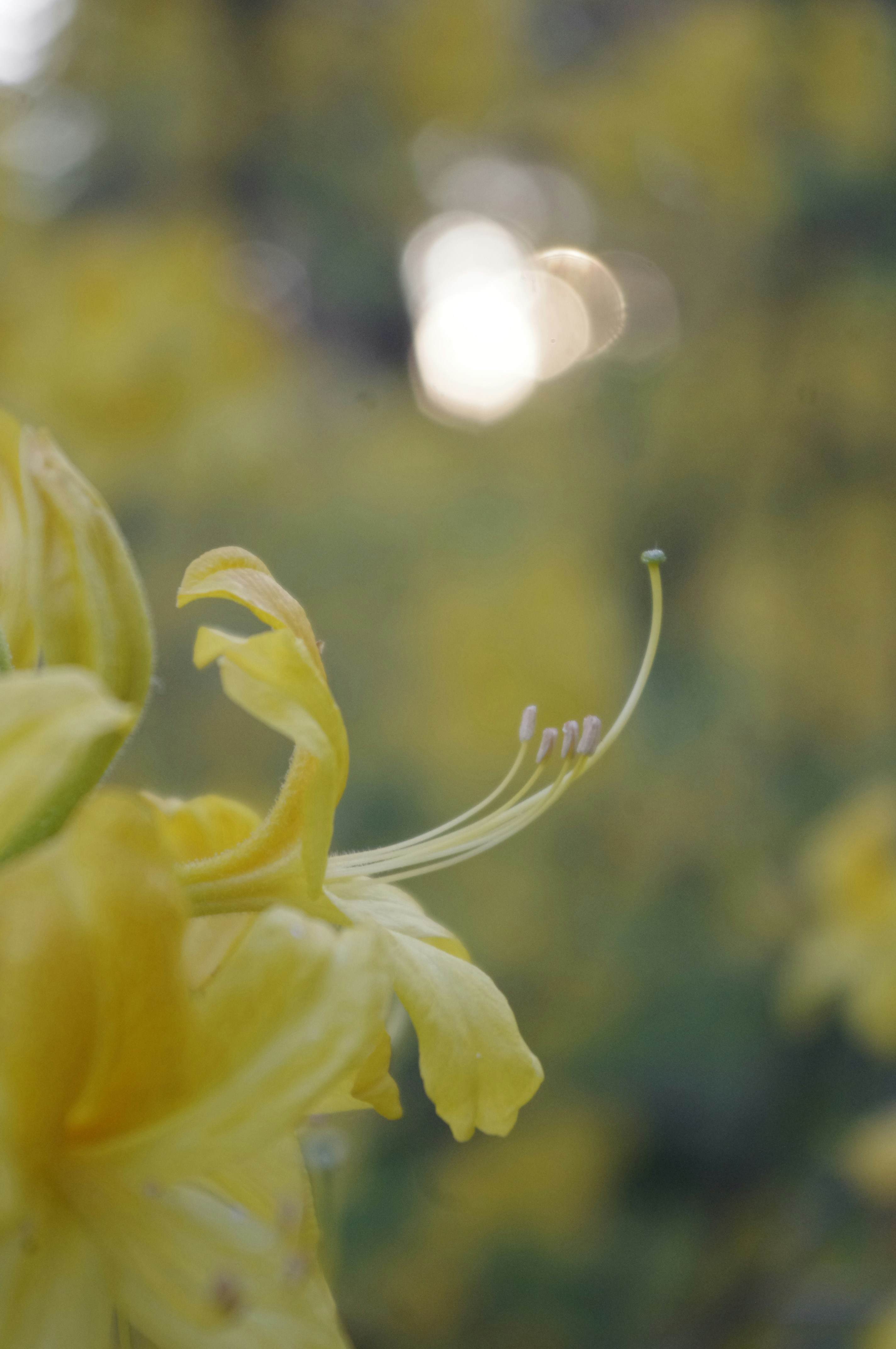 Yellow orchid tendrils catching the morning glow