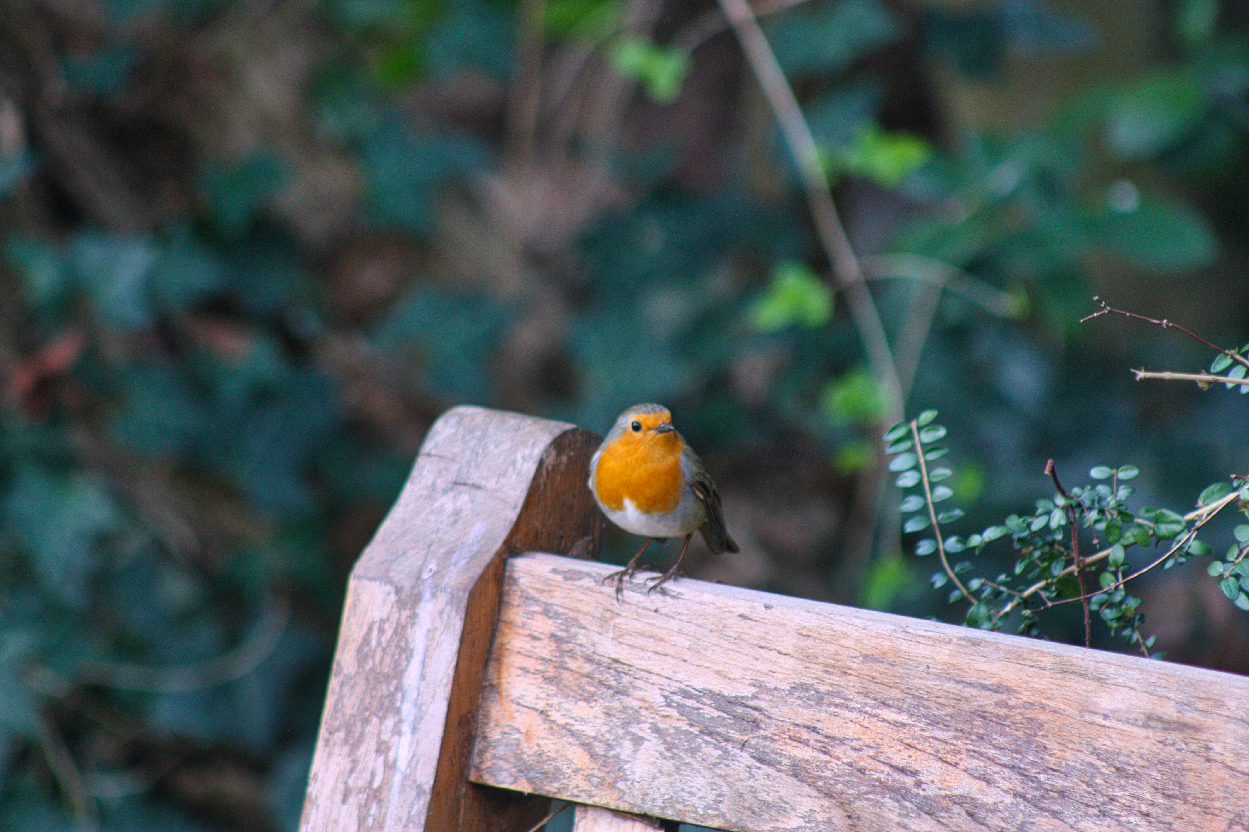 A Moment of Stillness: The Garden's Watchful Guardian