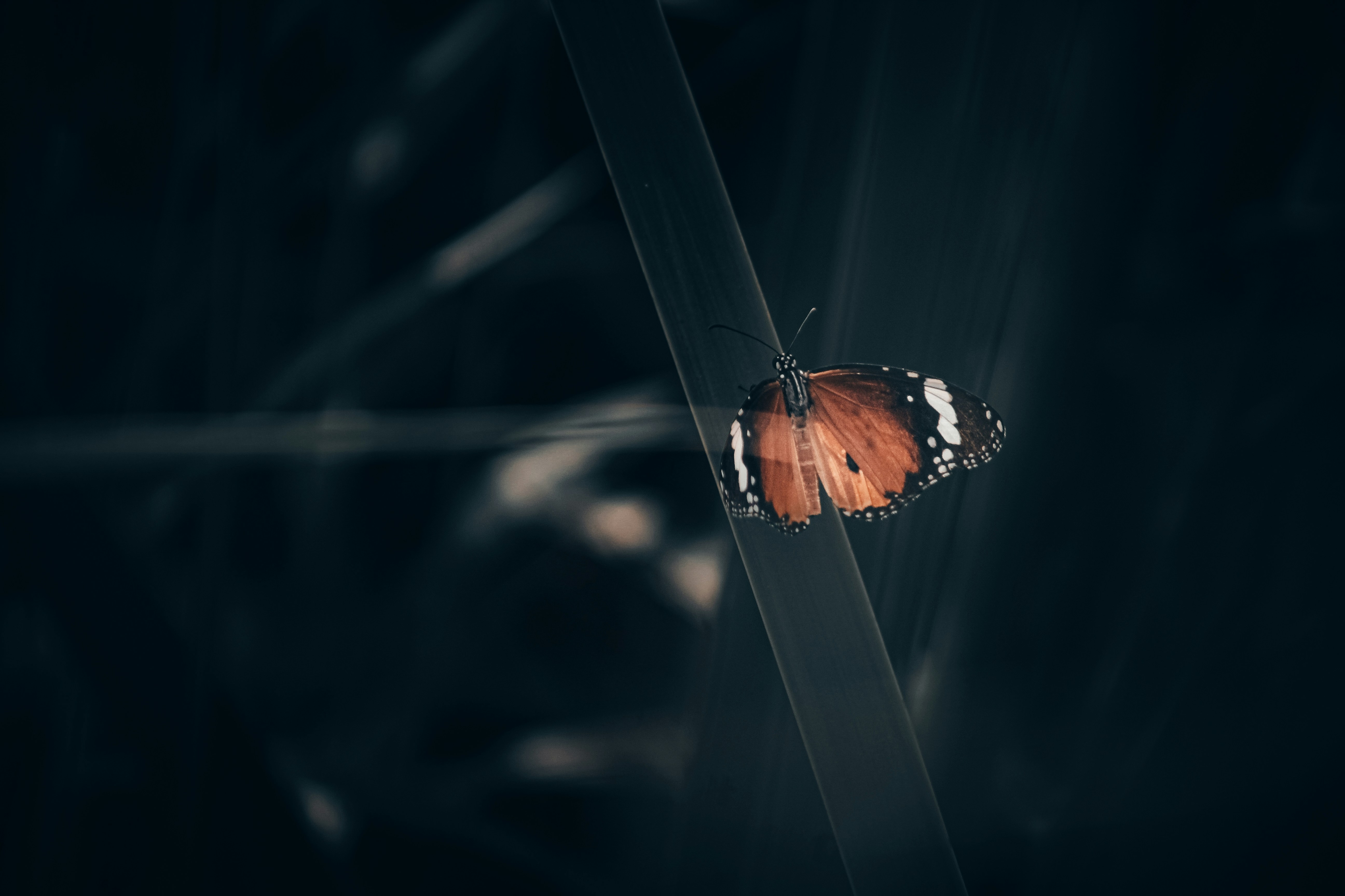 A butterfly gracefully hovering amidst dark foliage, showcasing its vibrant orange and black wings against a muted backdrop.