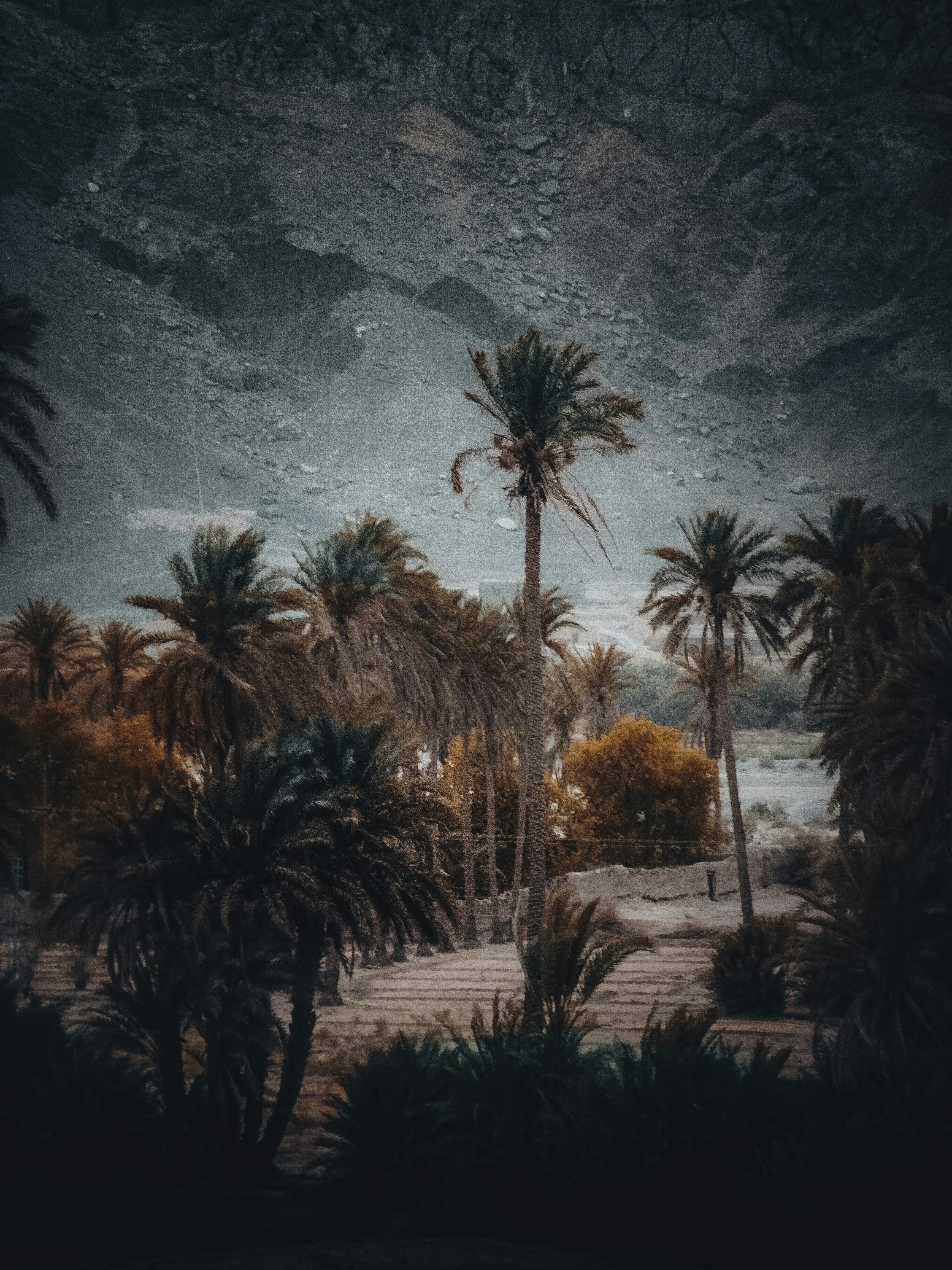 Twilight Palms Beneath a Mountain Veil